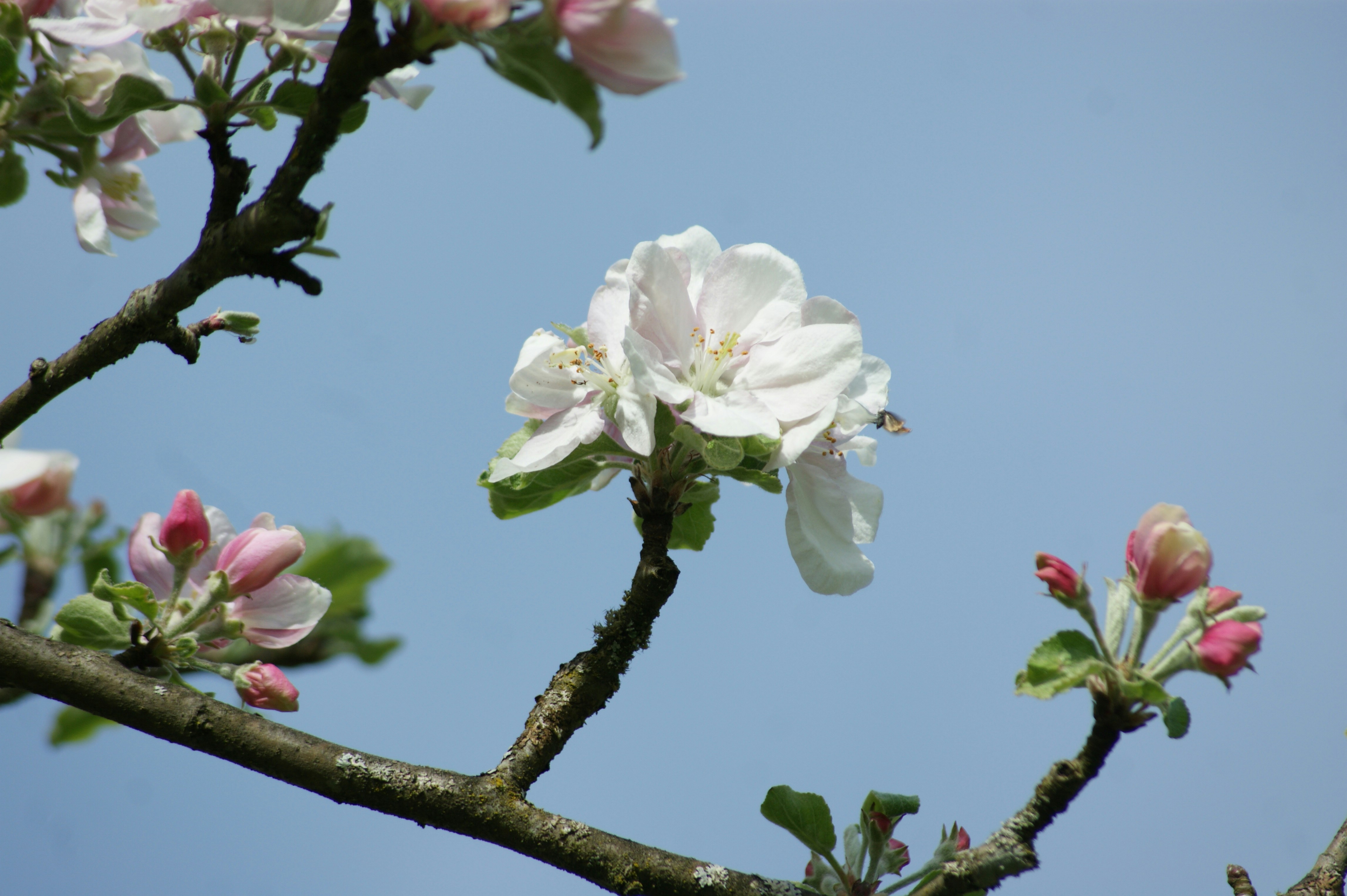 Cerulean Sky Spotlight: Central White Blossom on a Branch