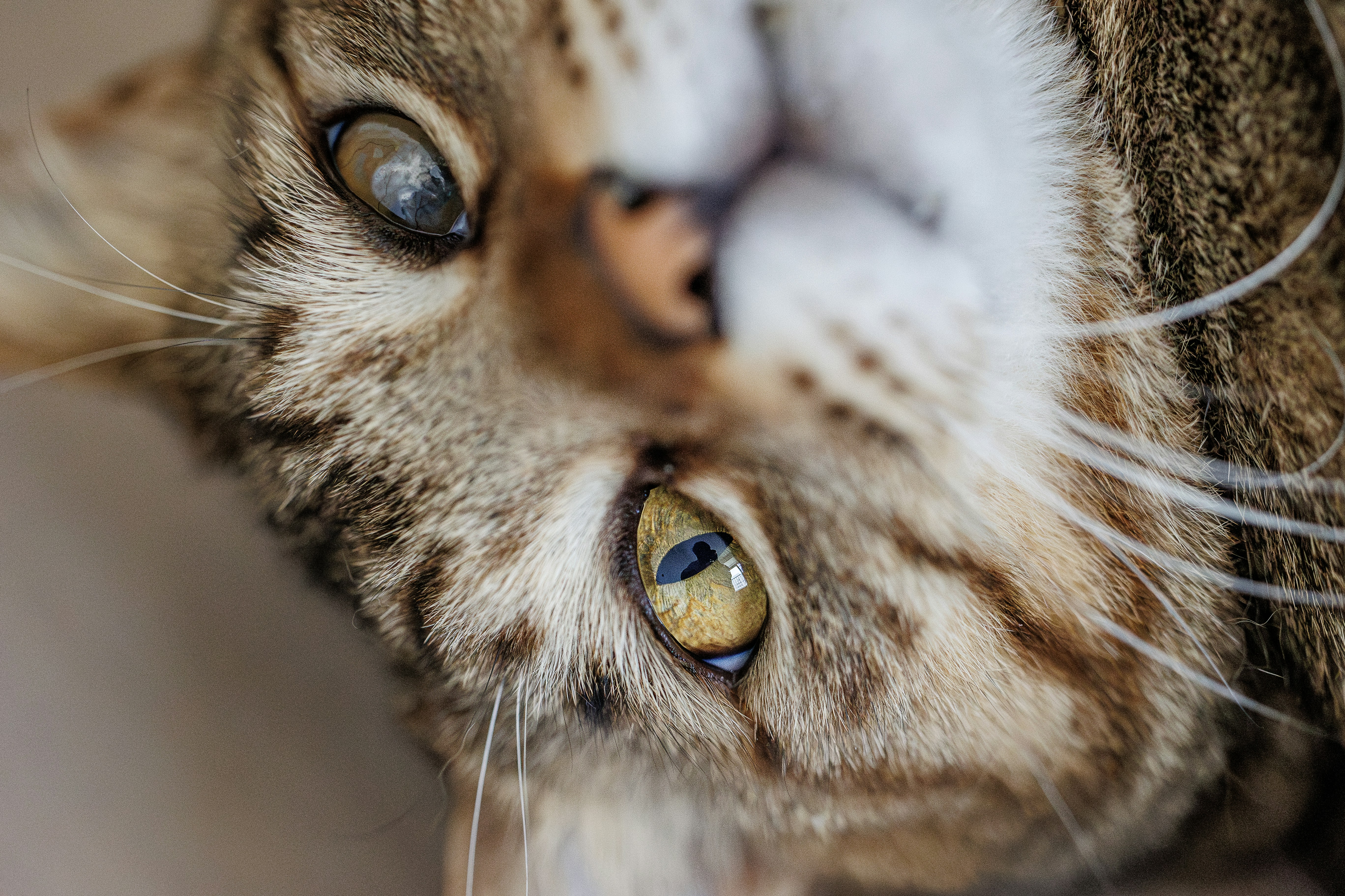A close up of a cat's face and eyes photo – Free Cat Image on Unsplash