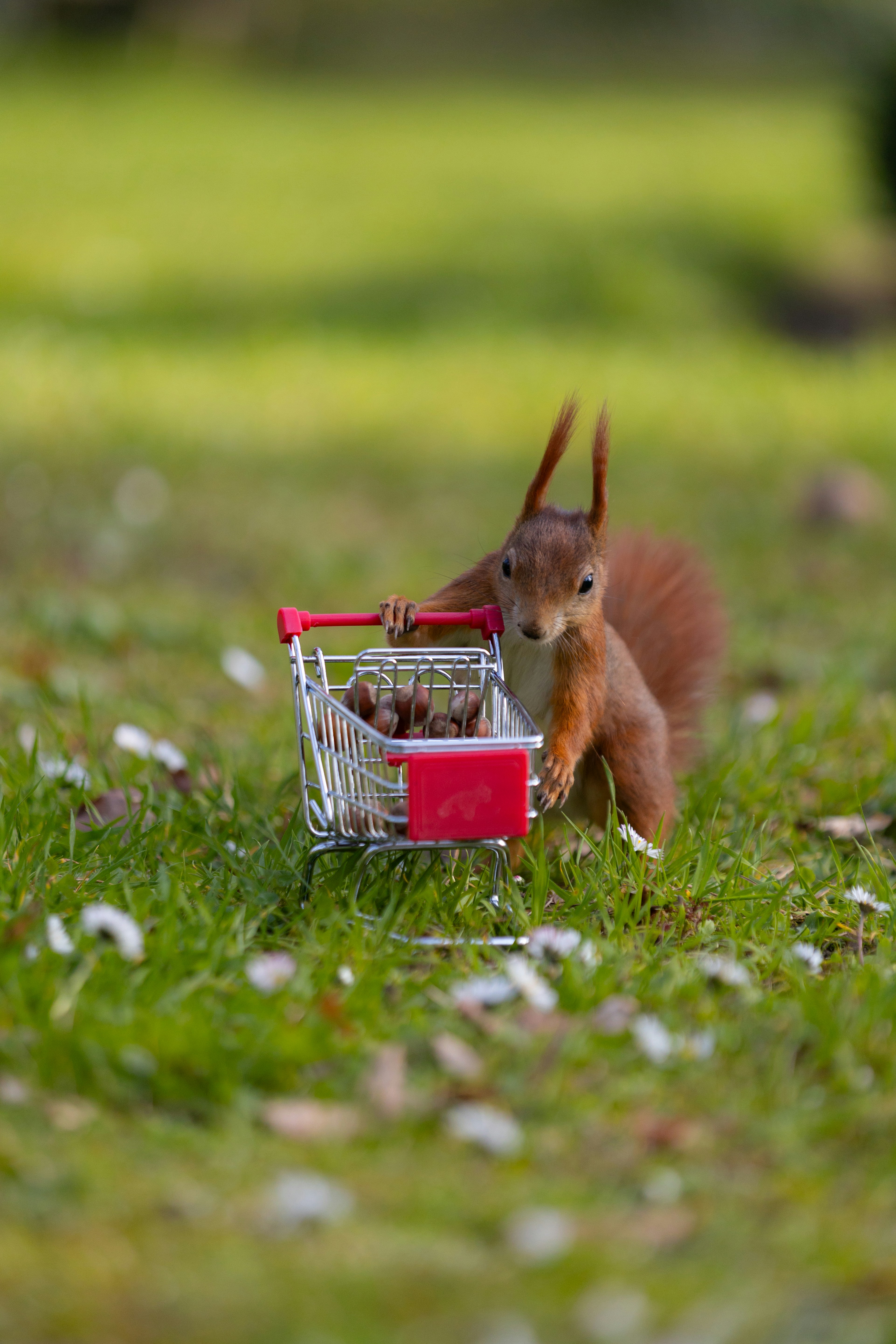 A squirrel is pushing a shopping cart with food in it photo – Free ...