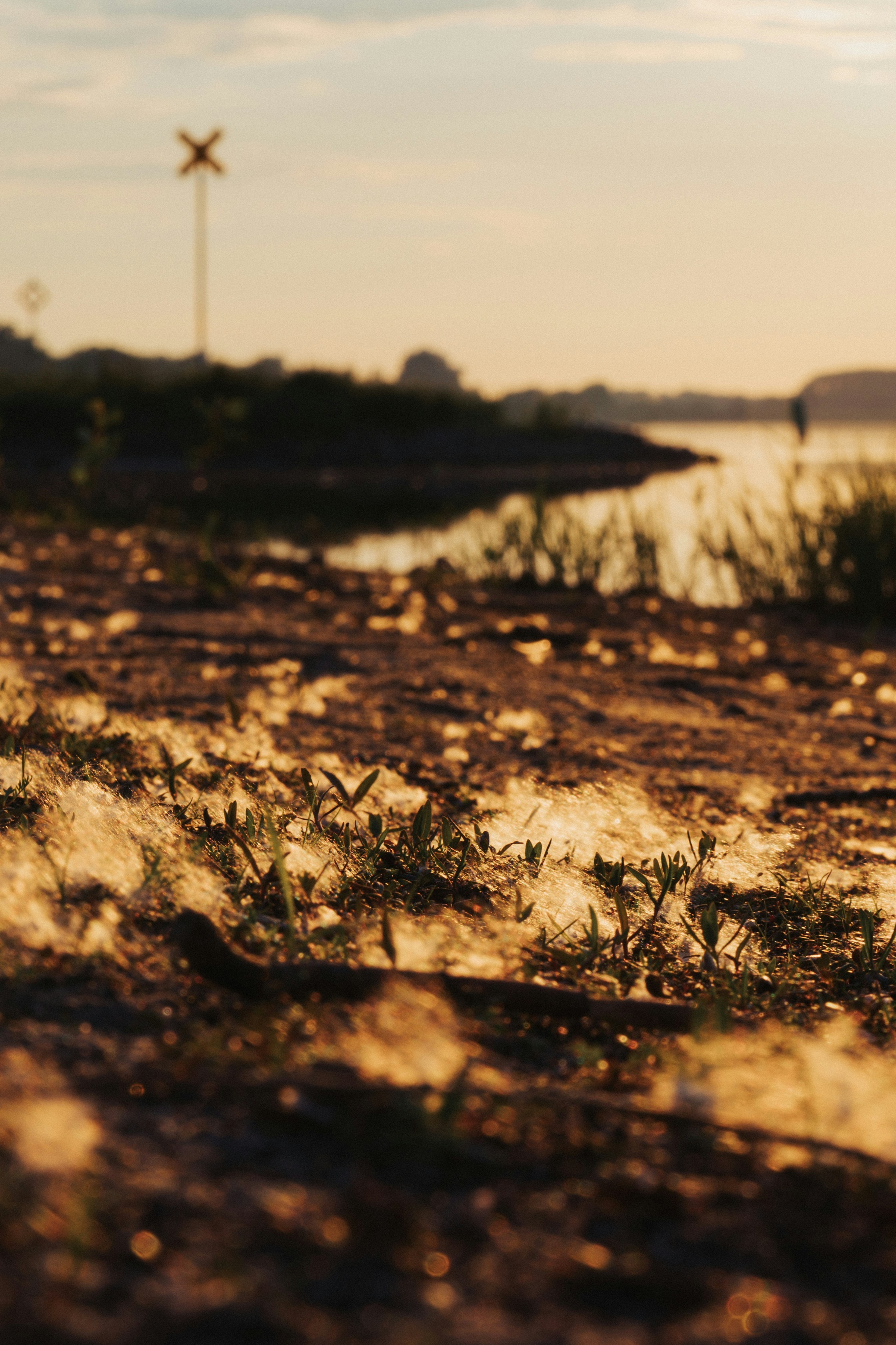 Sunset Shoreline: Wind-Kissed Grass in Quiet Light