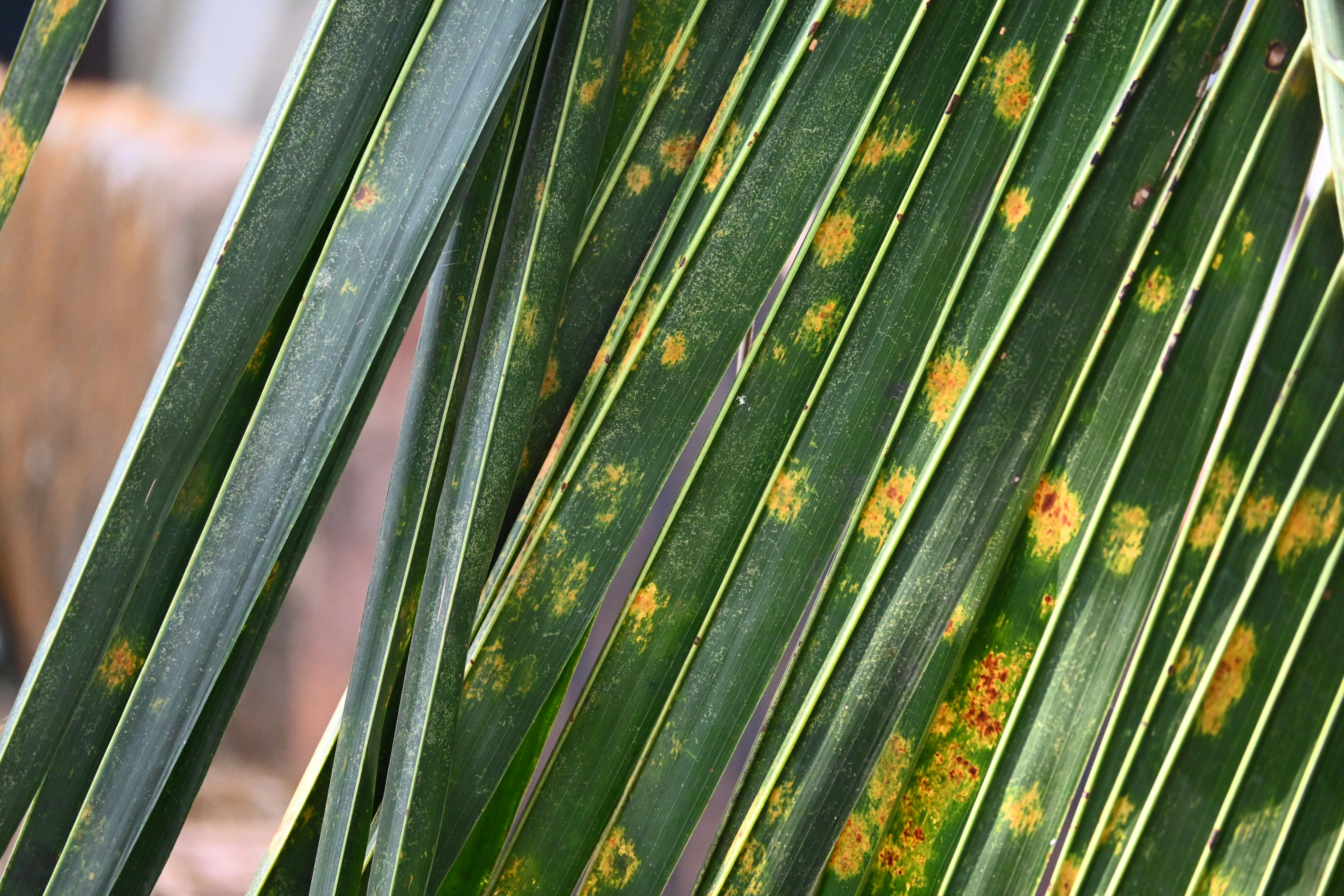 Amber-speckled Fronds: a close-up study of diagonal tropical leaves
