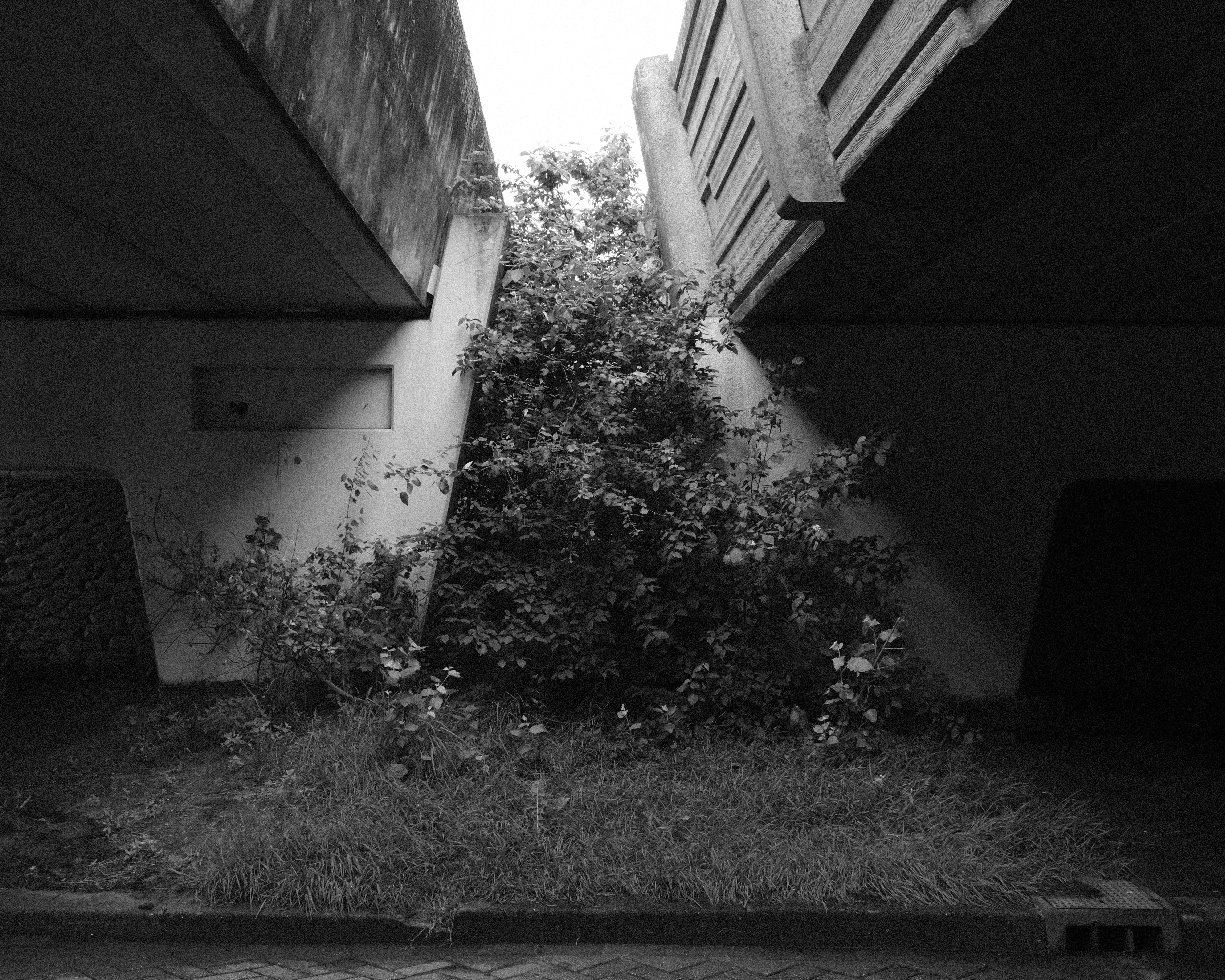 Grassy plants and vines thrive in the narrow space between two concrete structures under soft light.