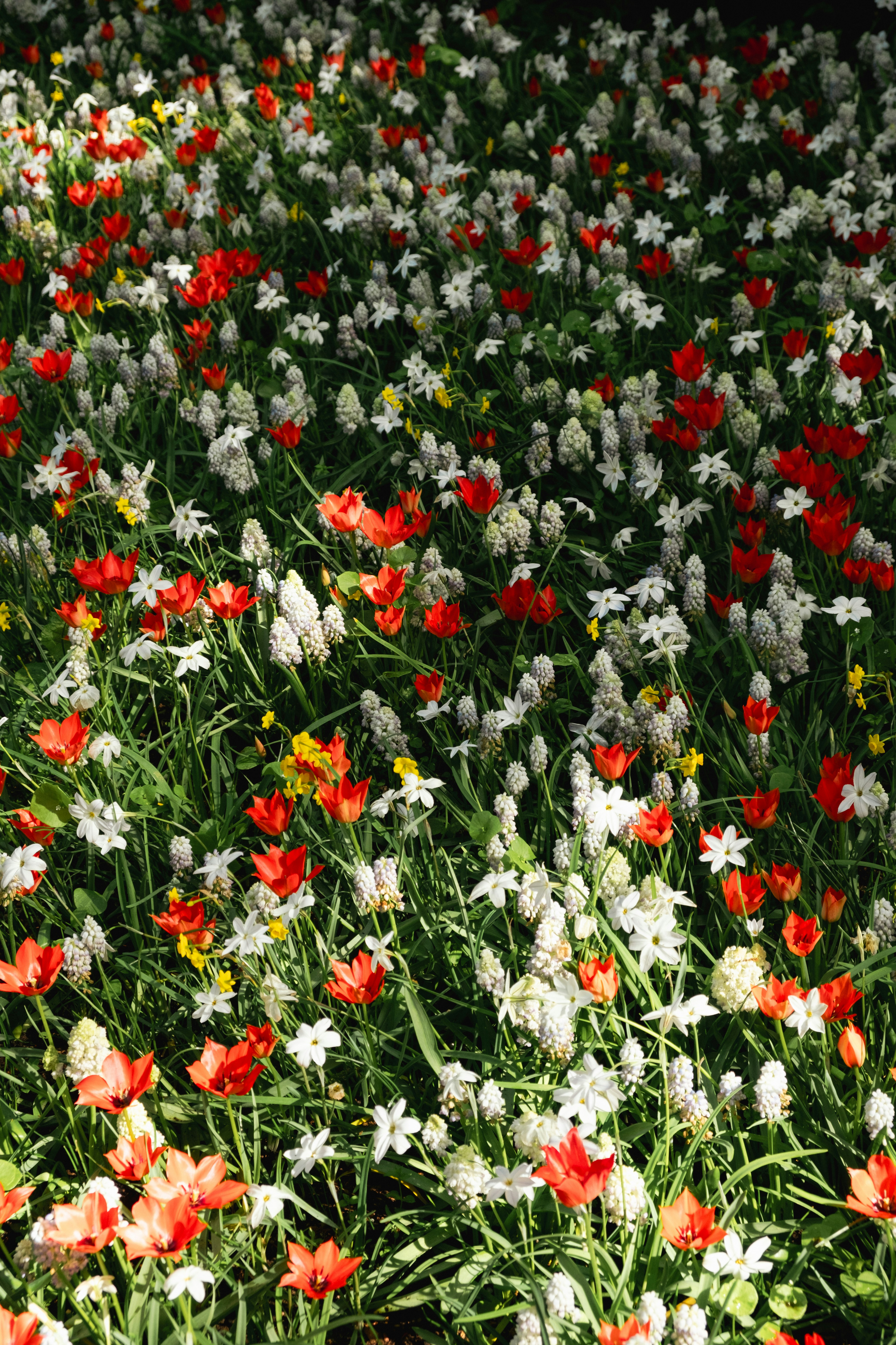 Field of Crimson and Ivory Blossoms