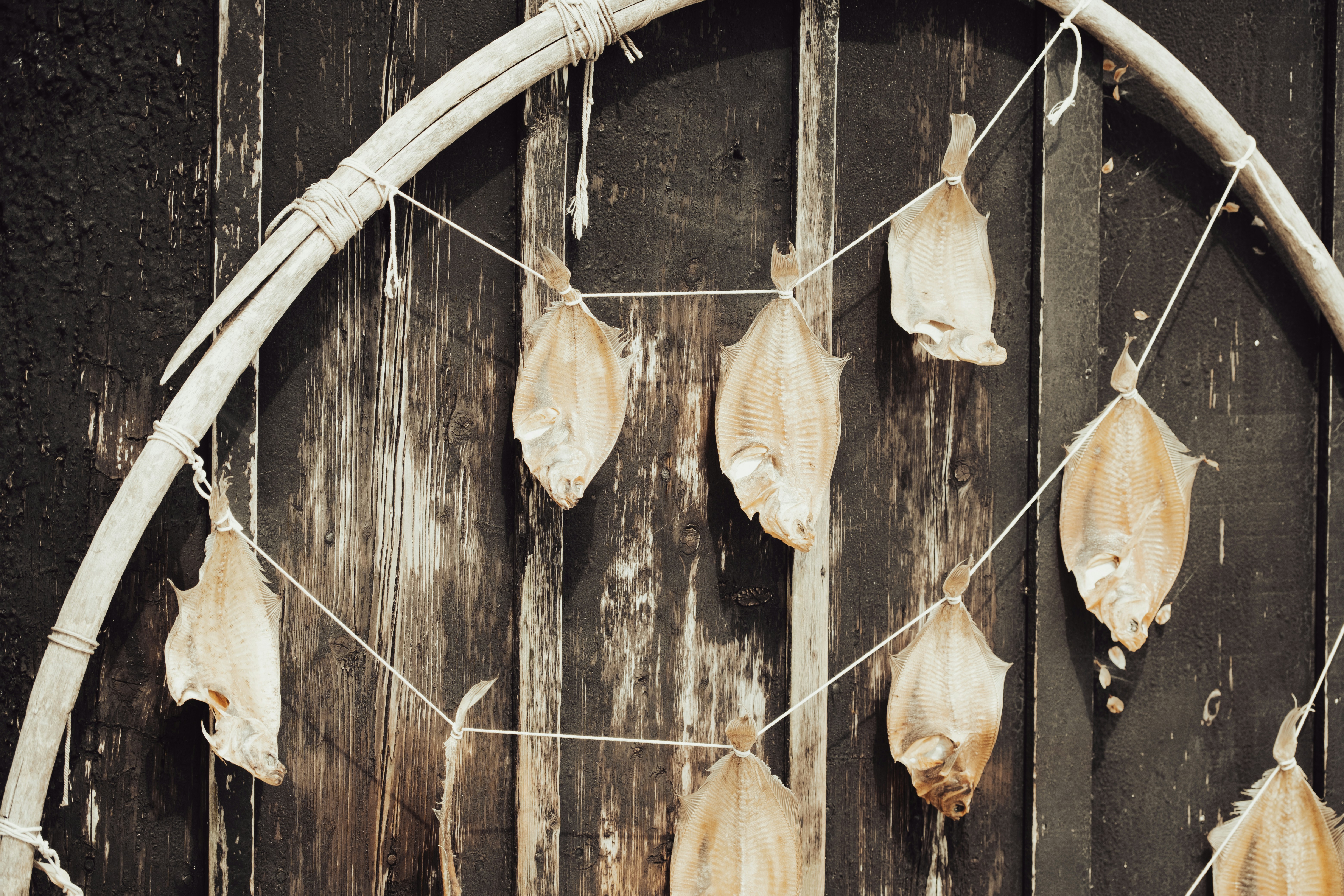 A bunch of dead fish hanging on a rope photo – Free Grey Image on Unsplash