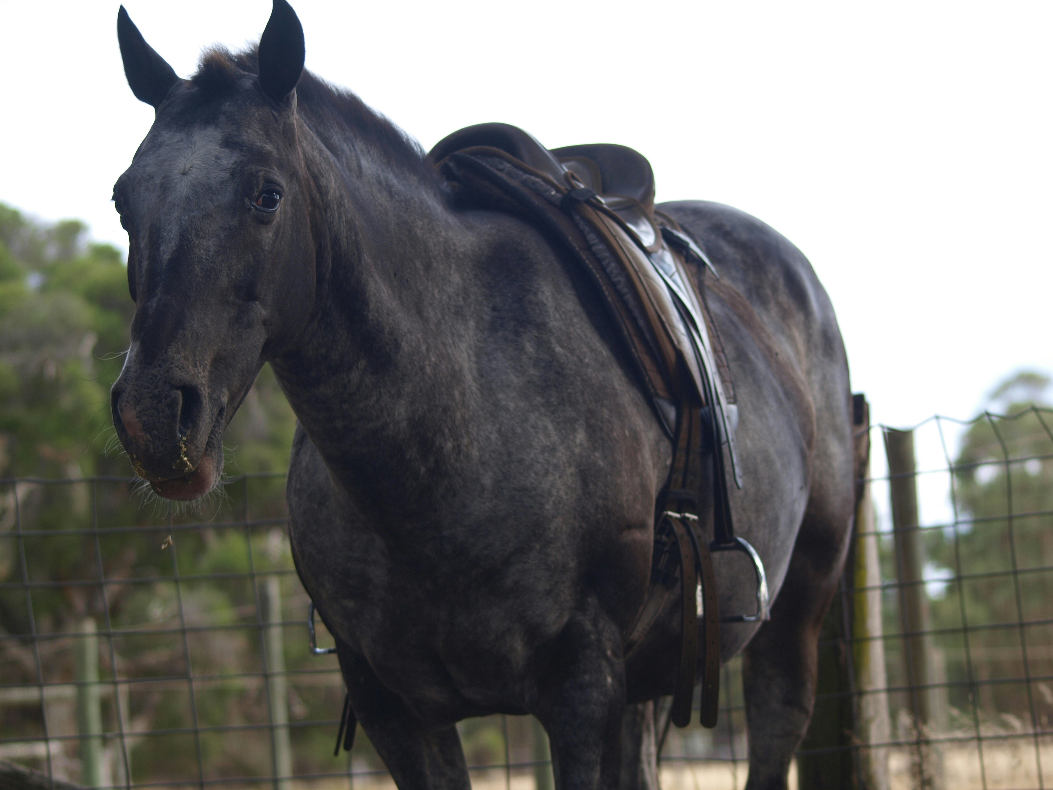 Saddled black horse stands beside a wire fence in a rural setting, head turned toward the camera.