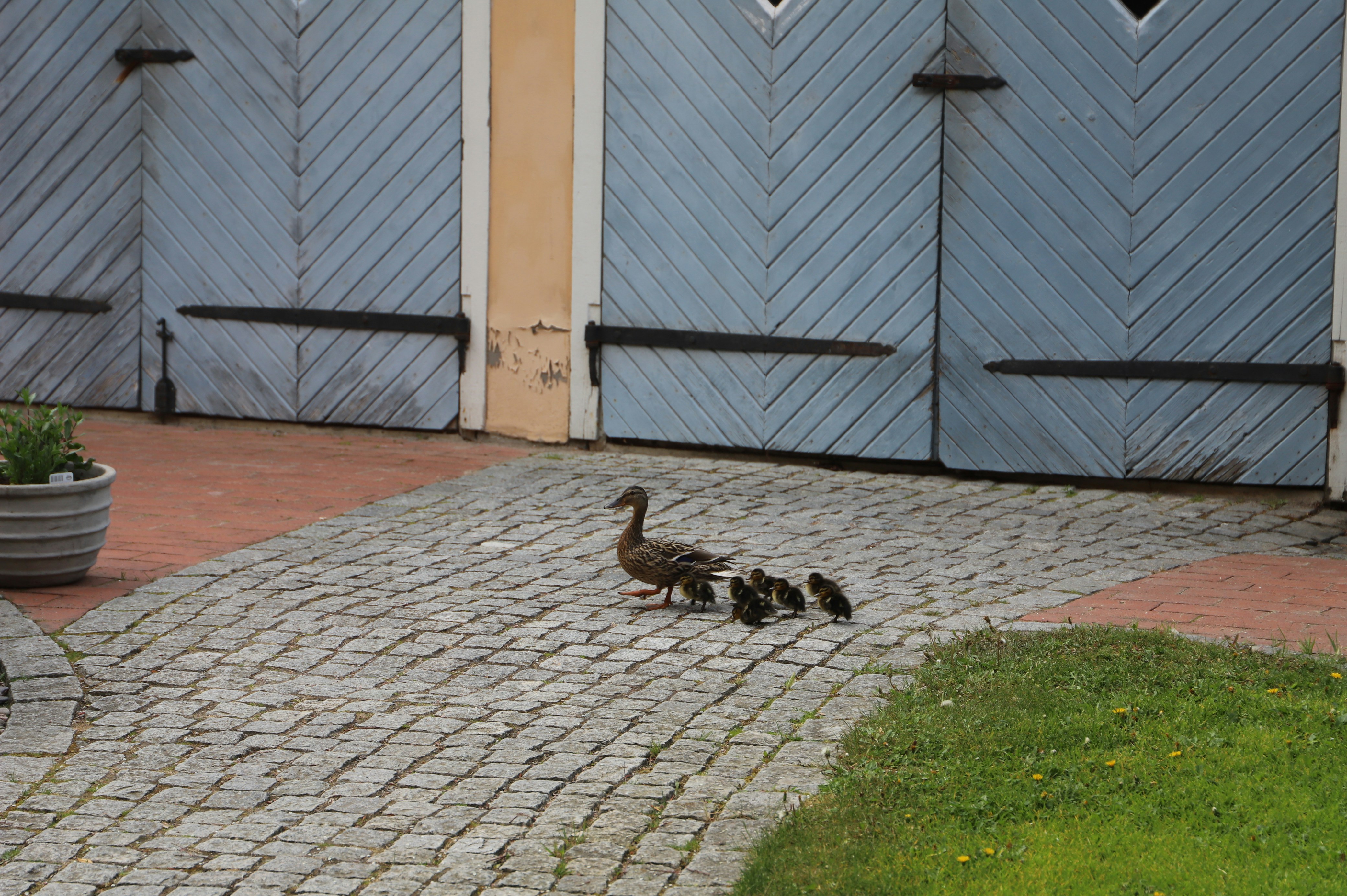 Mother Duck Leads Her Ducklings Across a Cobblestone Courtyard