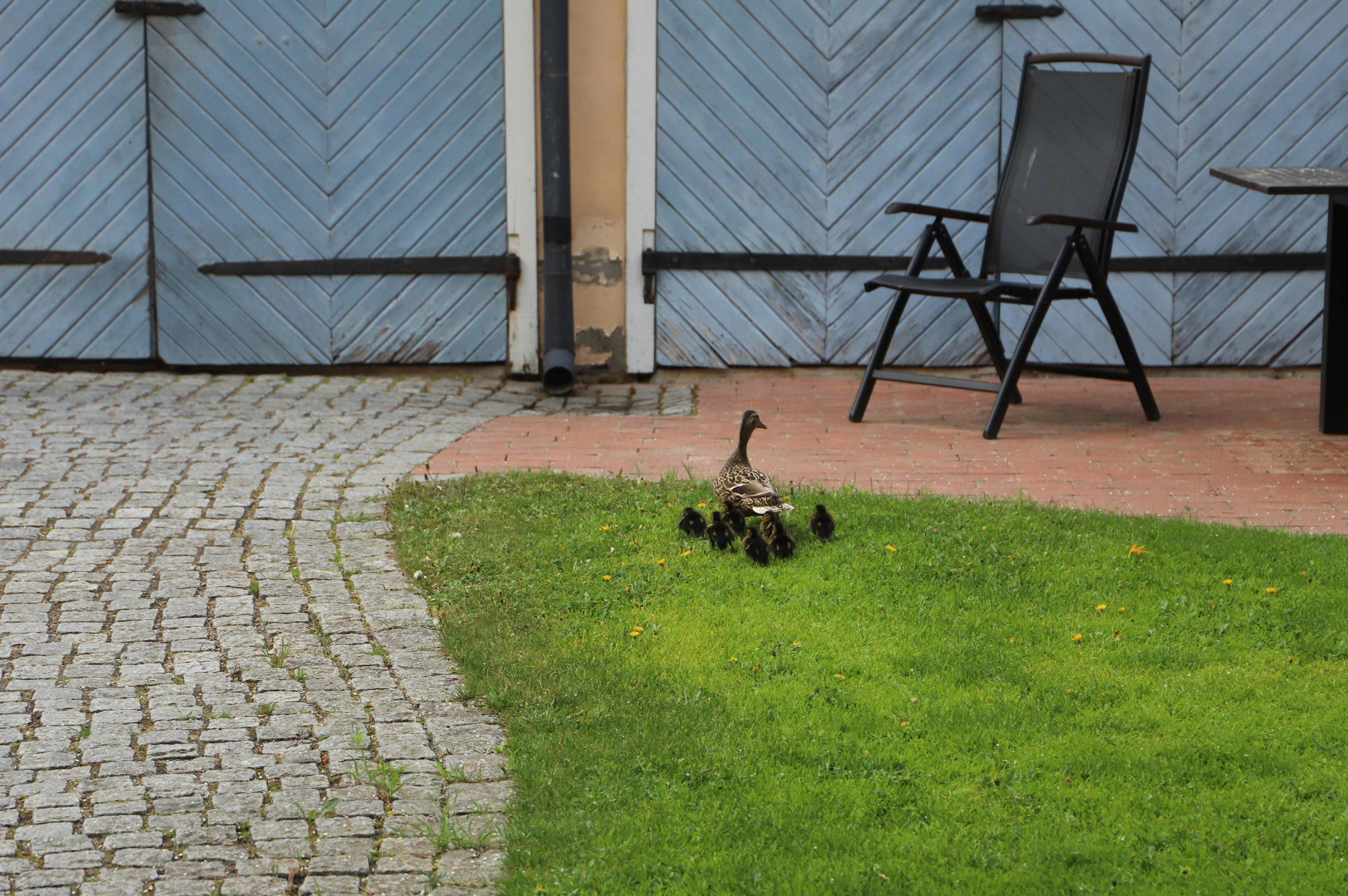 Duck on the Green Verge by Weathered Blue Doors