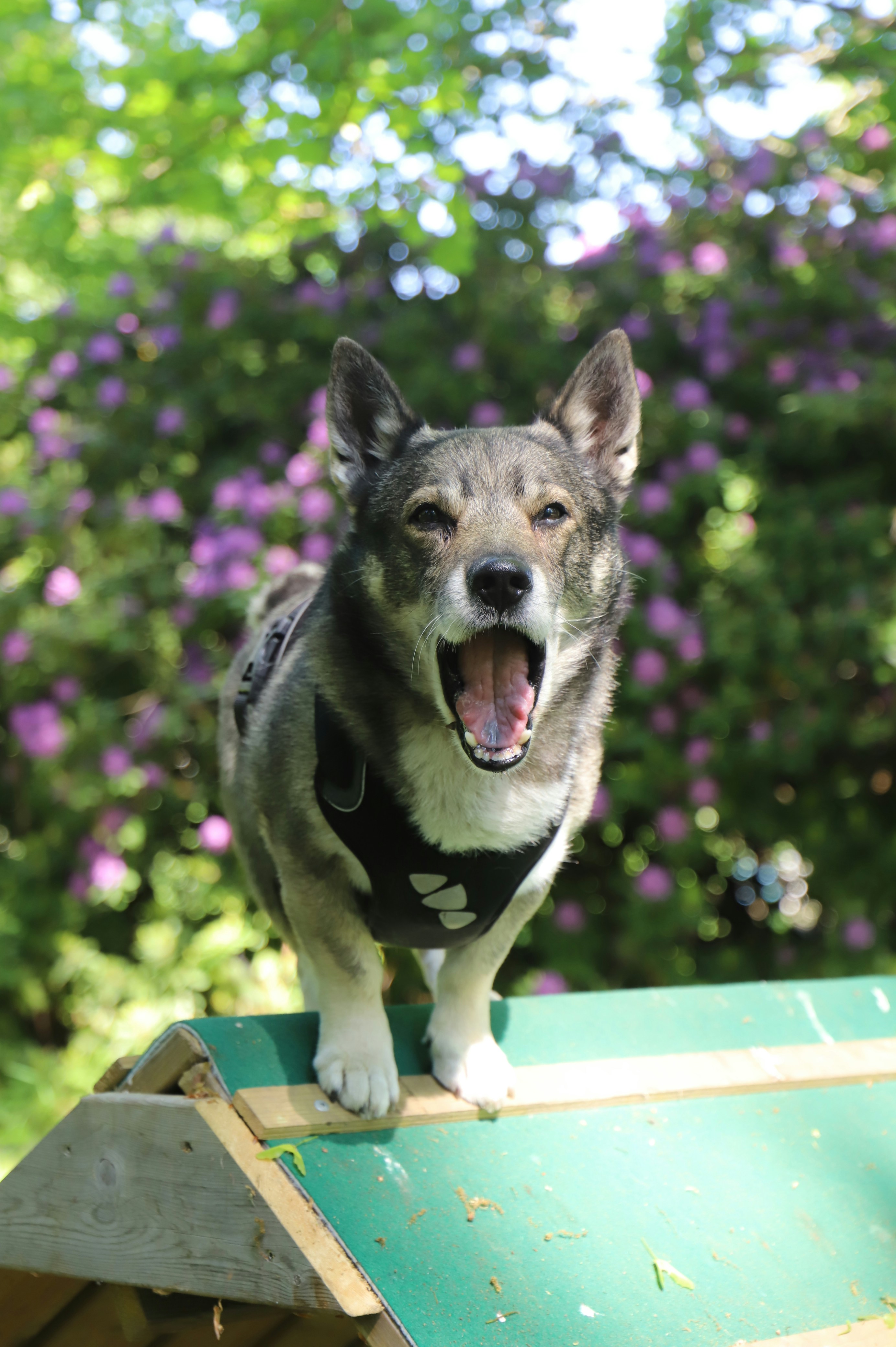 Bridge-hop Barker: Aveline on the Ramp Above the Garden Bloom