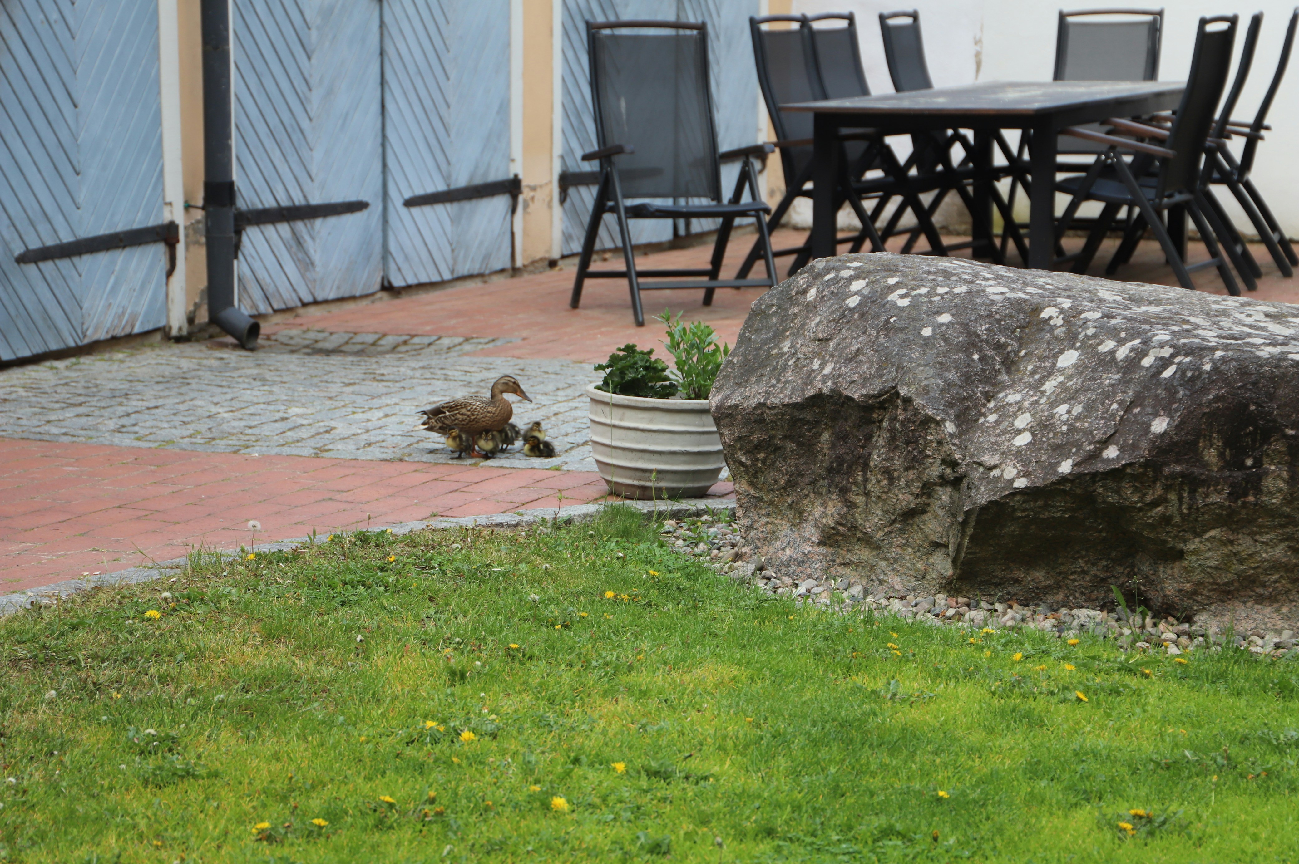 Mallard and ducklings