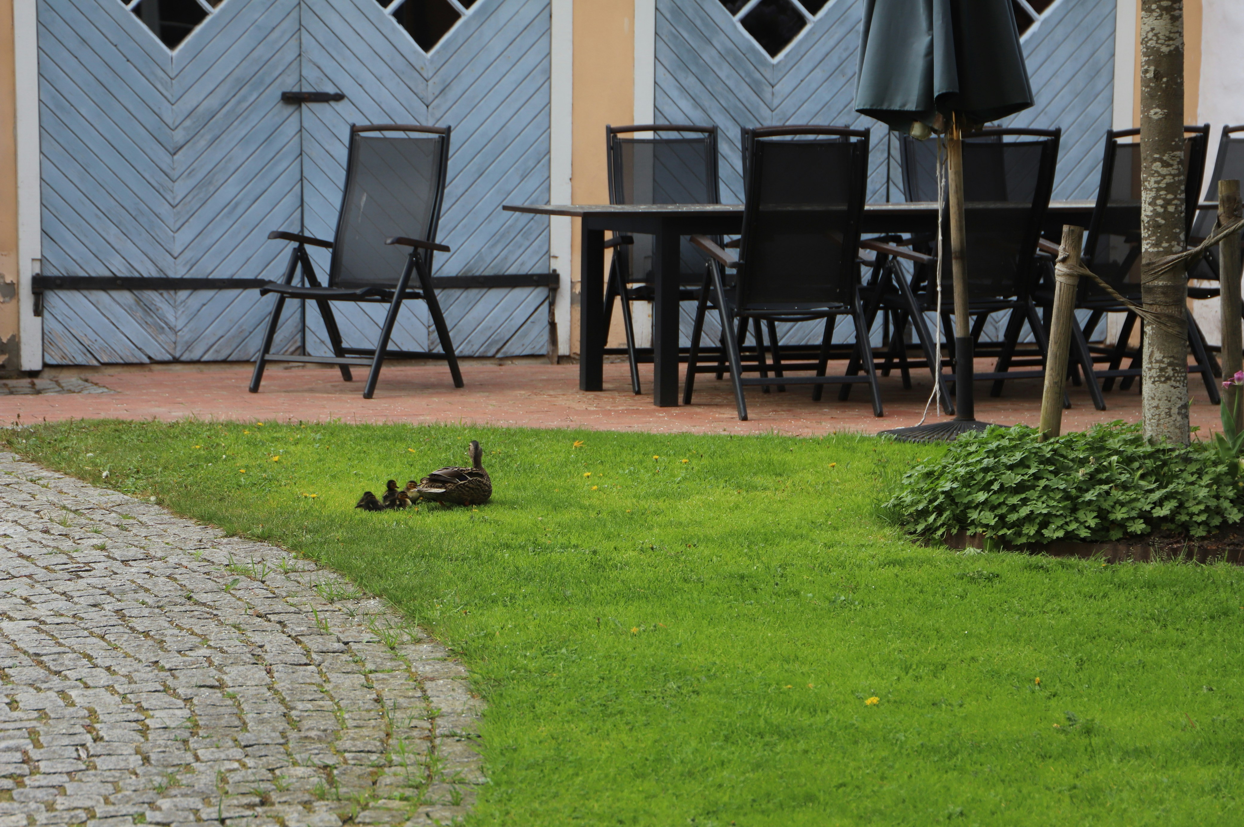 Lawn Sentinel: A Quiet Cat in the Courtyard