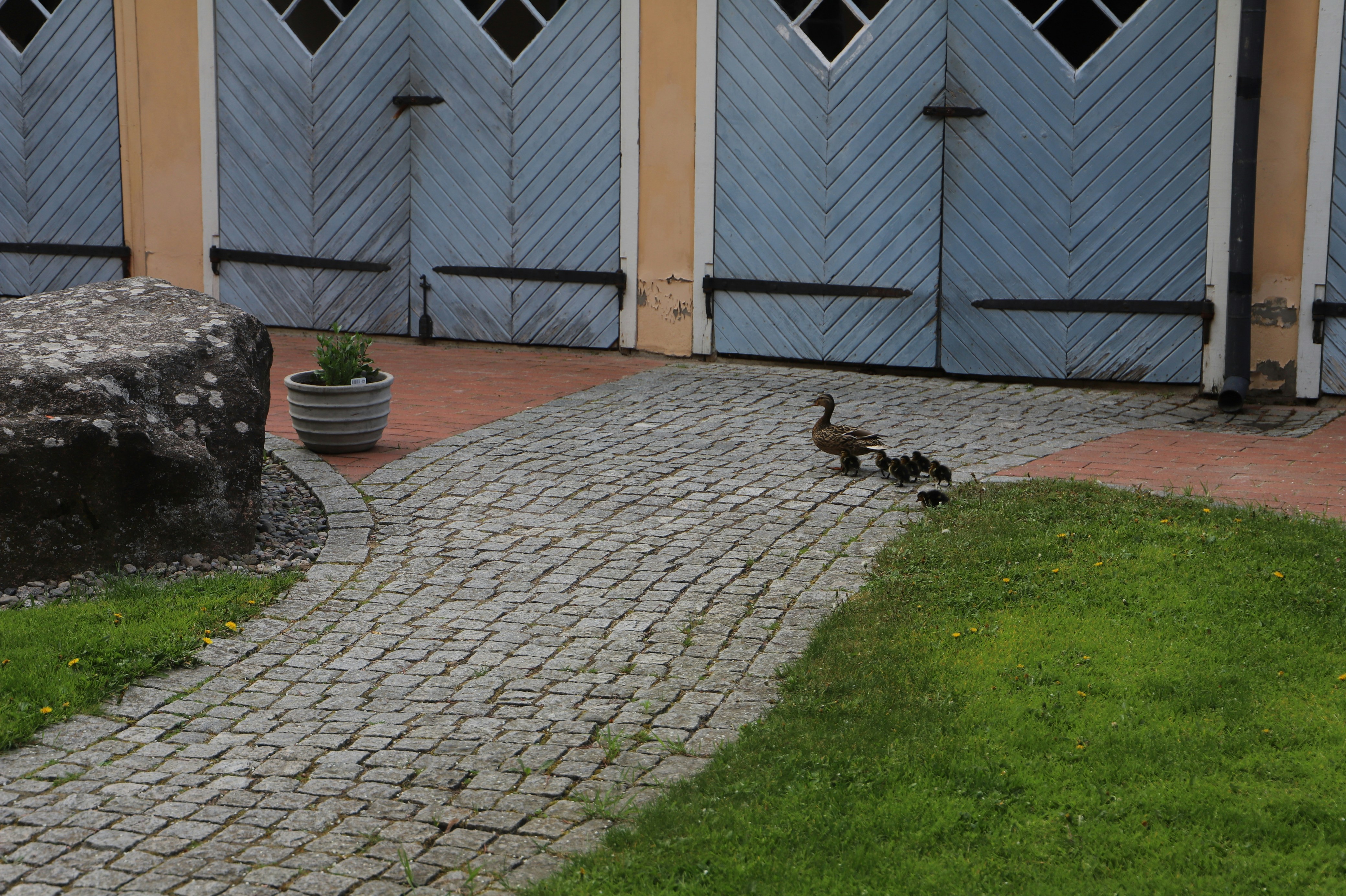 Ducks Crossing the Cobblestone Arc Before Weathered Blue Doors