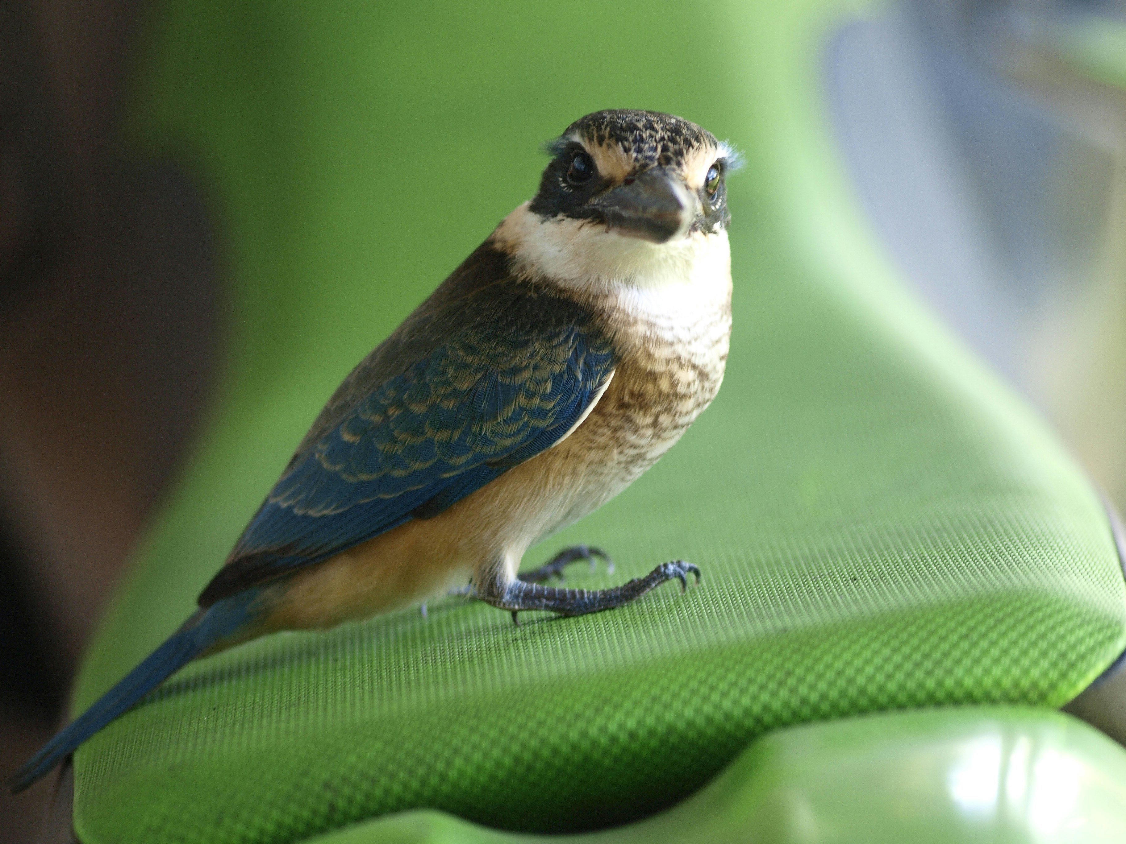 緑の椅子に座る小鳥の写真 – Unsplashの動物の無料画像