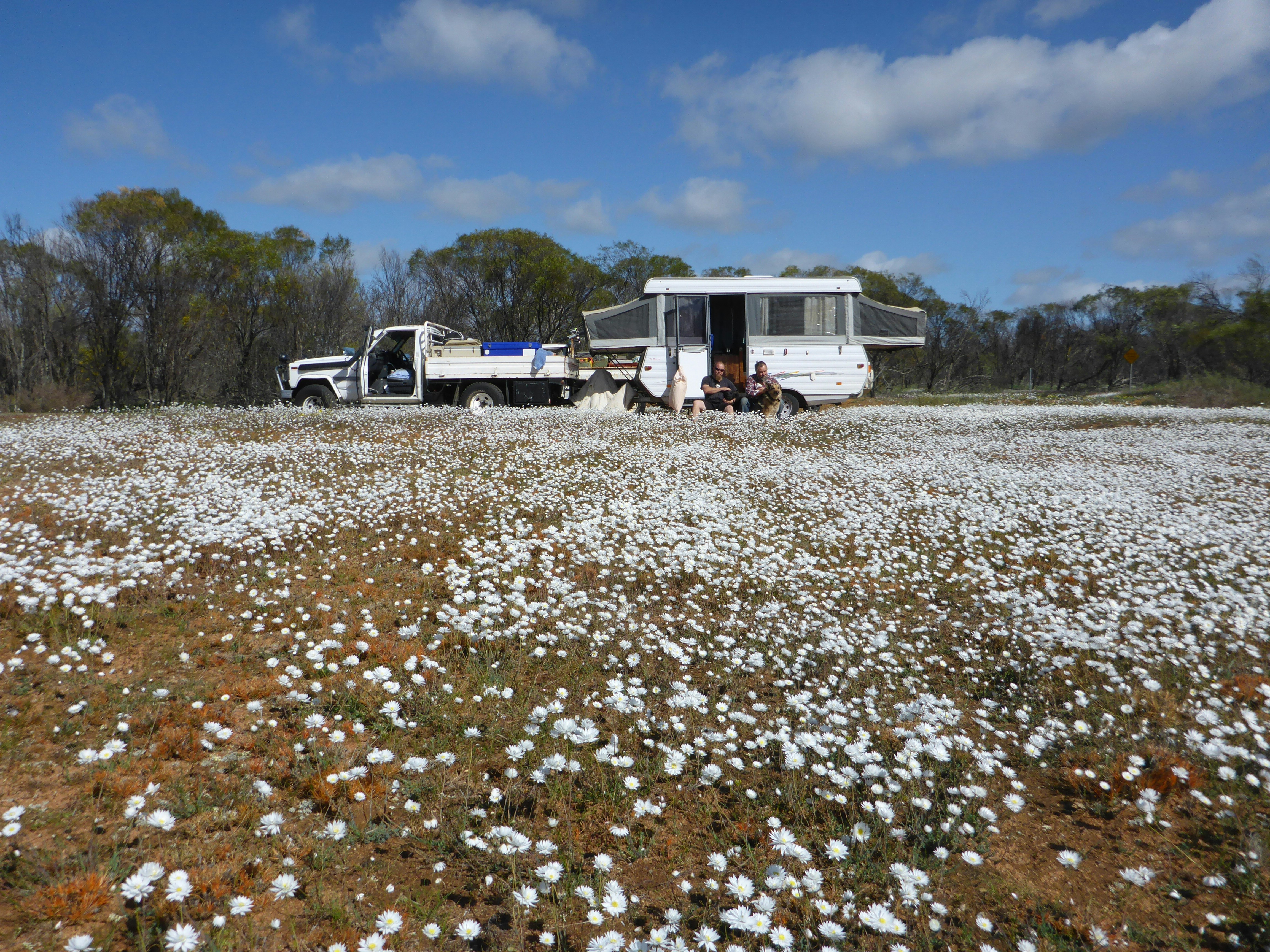 White-field campsite: campers and caravan under a blue sky