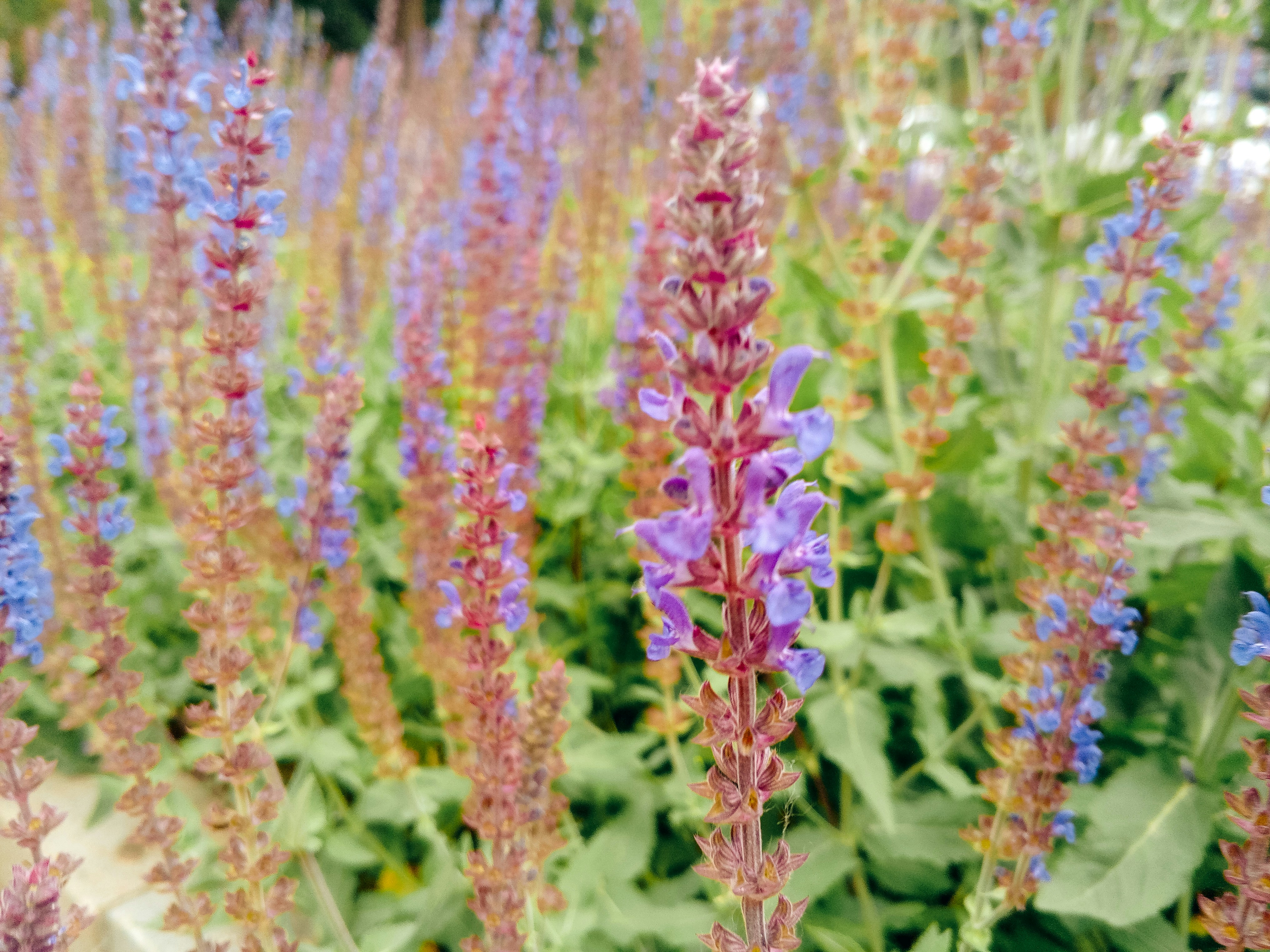 Vibrant Symphony of Lavender and Green
