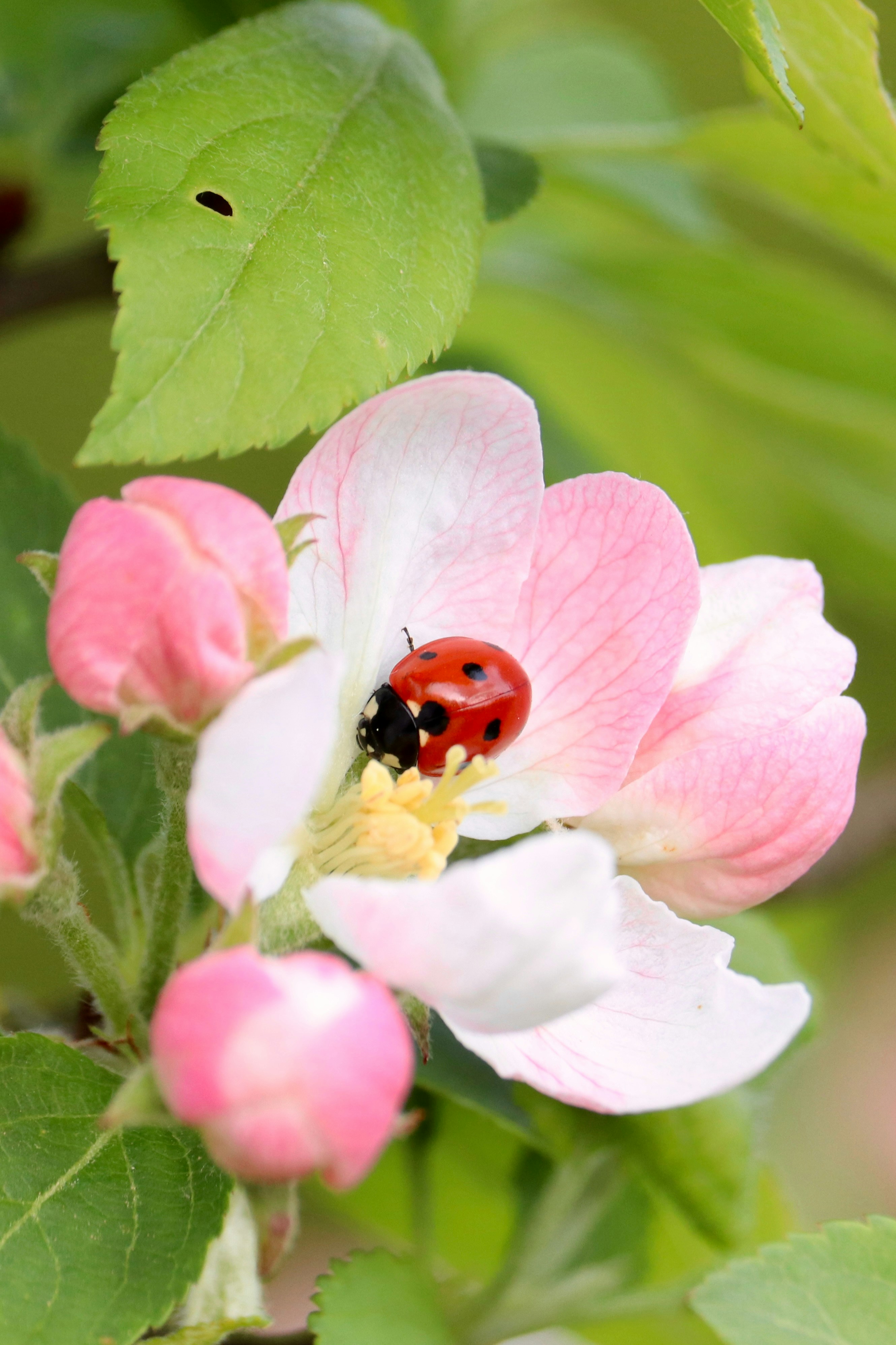 Crimson Visitor on a Pale Petal: A Macro Portrait of a Ladybug in Bloom