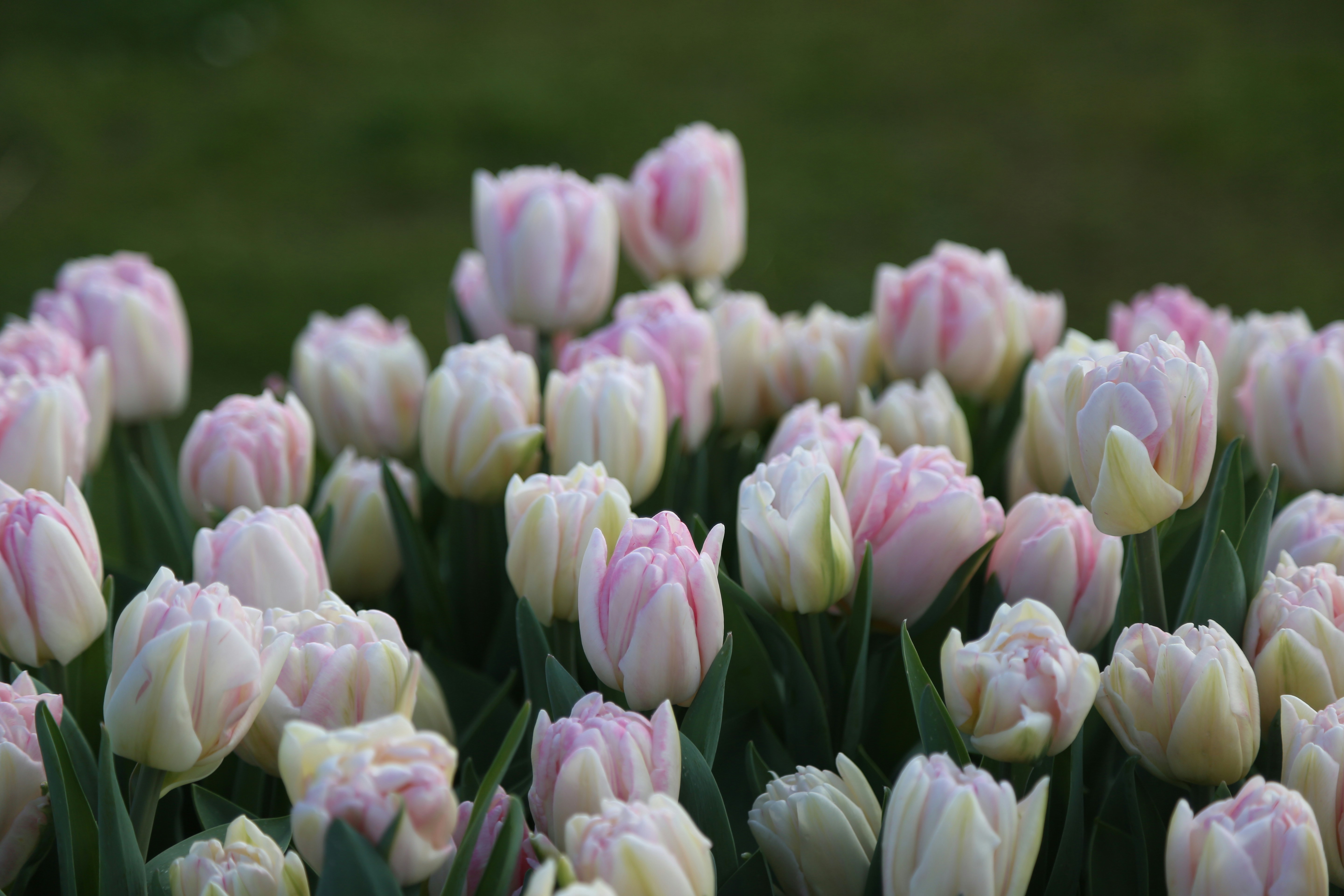 Blush Tulip Tapestry in Soft Spring Light