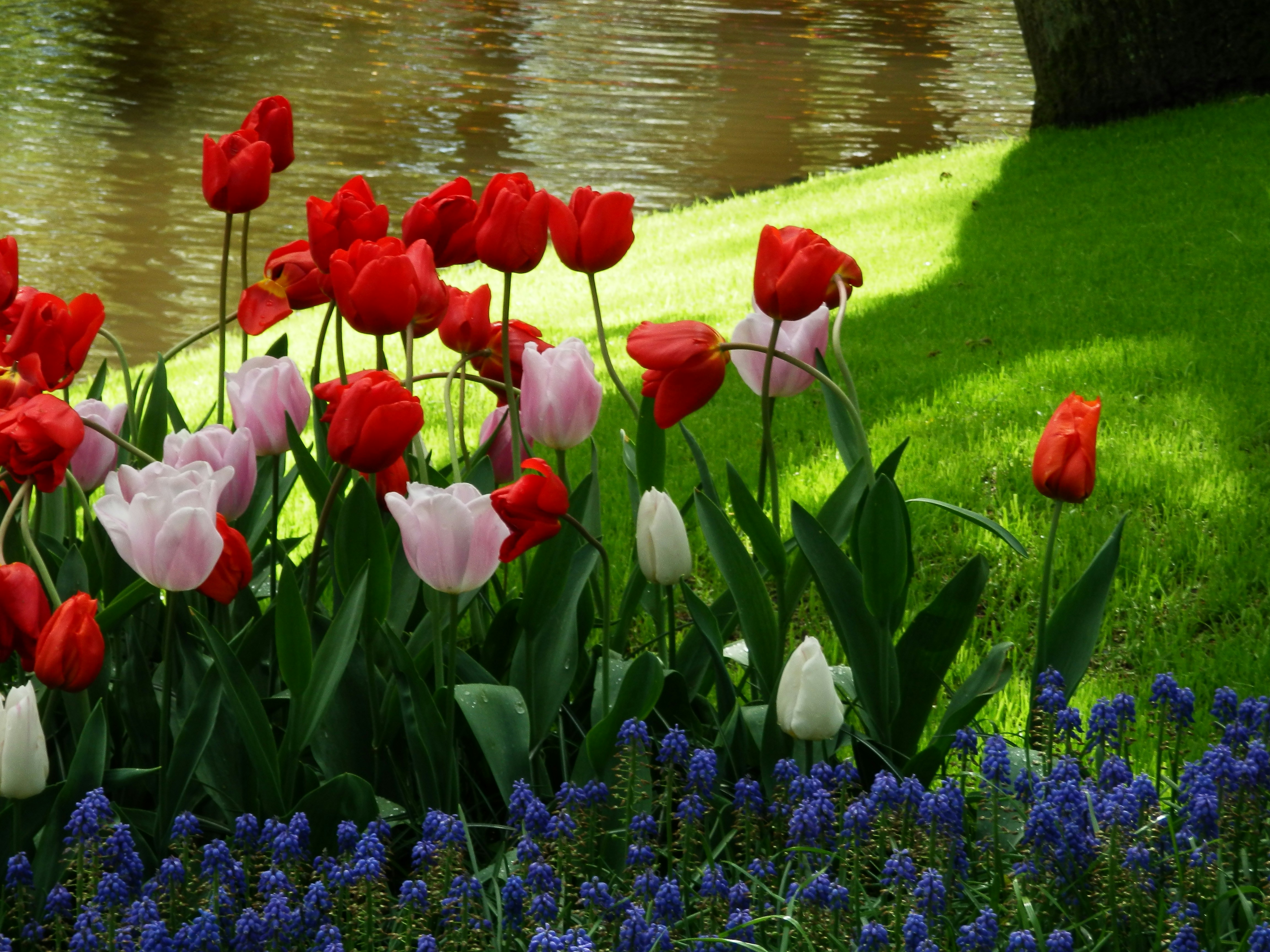 A field of red and white tulips next to a pond photo – Free Amsterdam ...