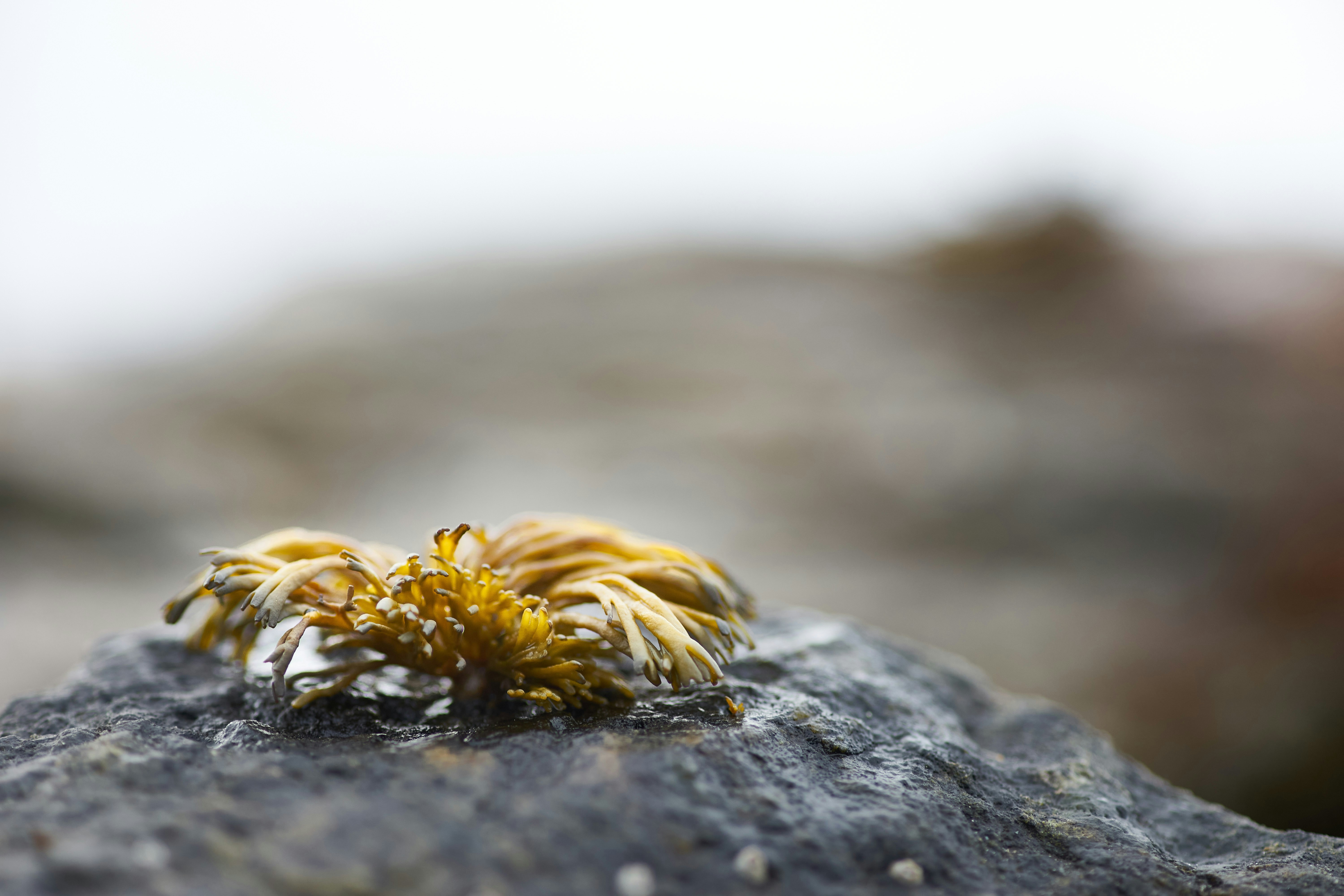 Tiny Seaweed Crown Clinging to Weathered Granite
