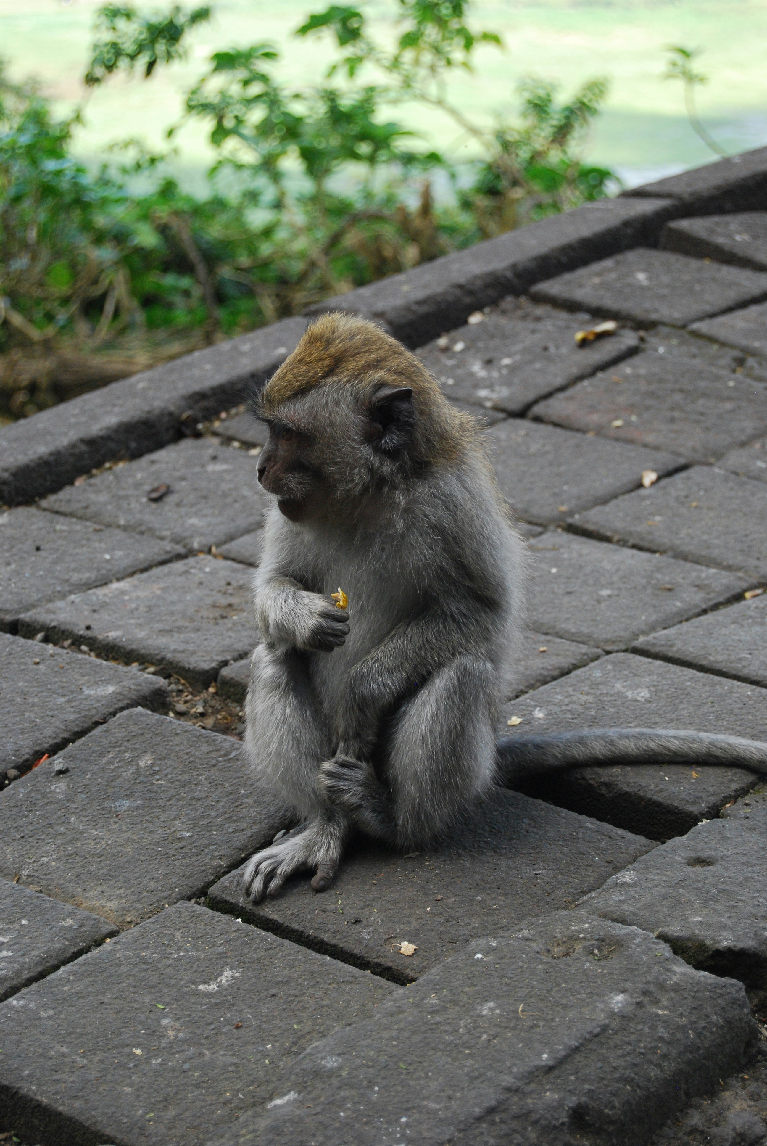 A monkey sitting on a brick walkway eating food photo – Free Bali Image ...