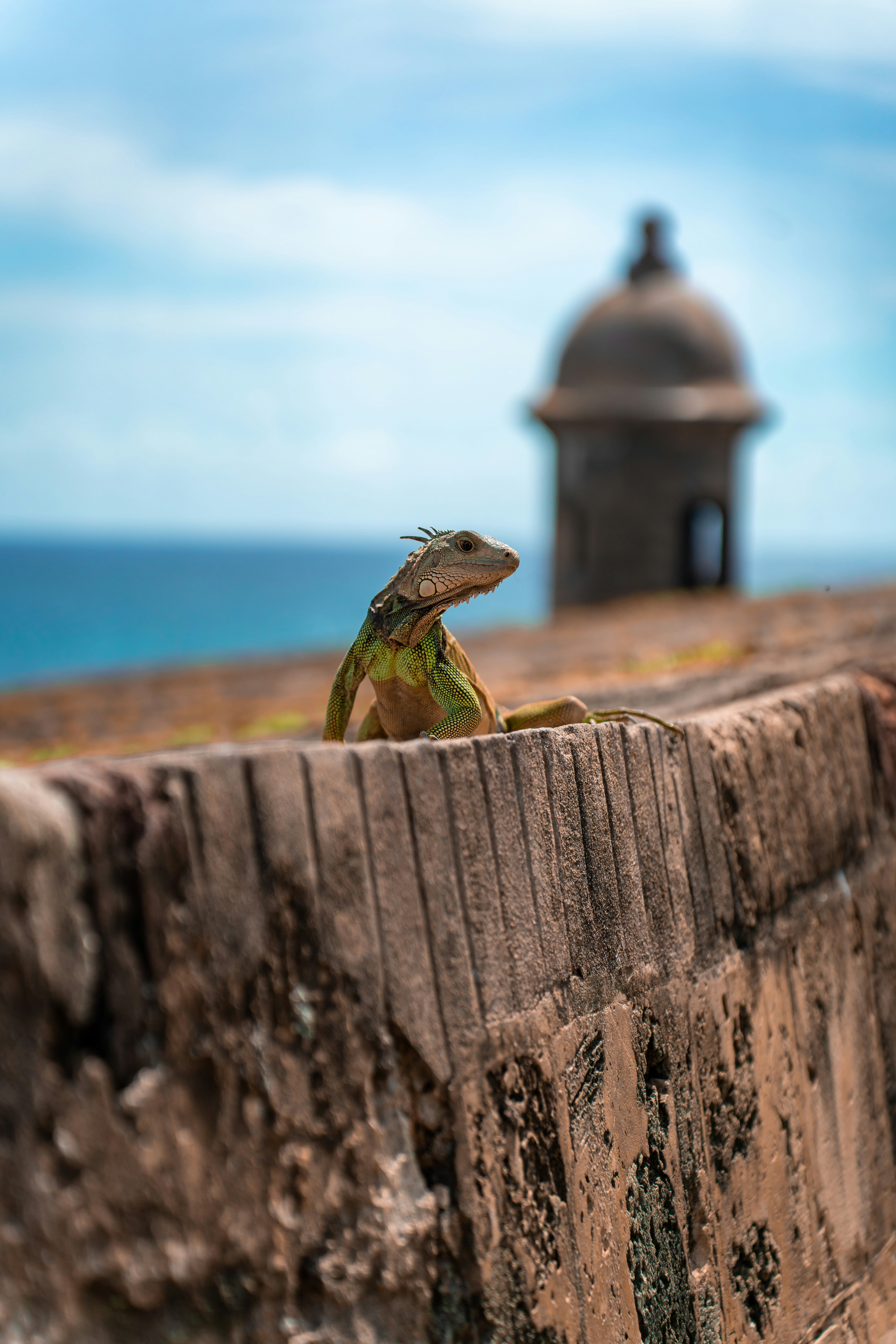 Coastal Sentinel: Green Lizard on a Weathered Seawall with a Distant Lighthouse