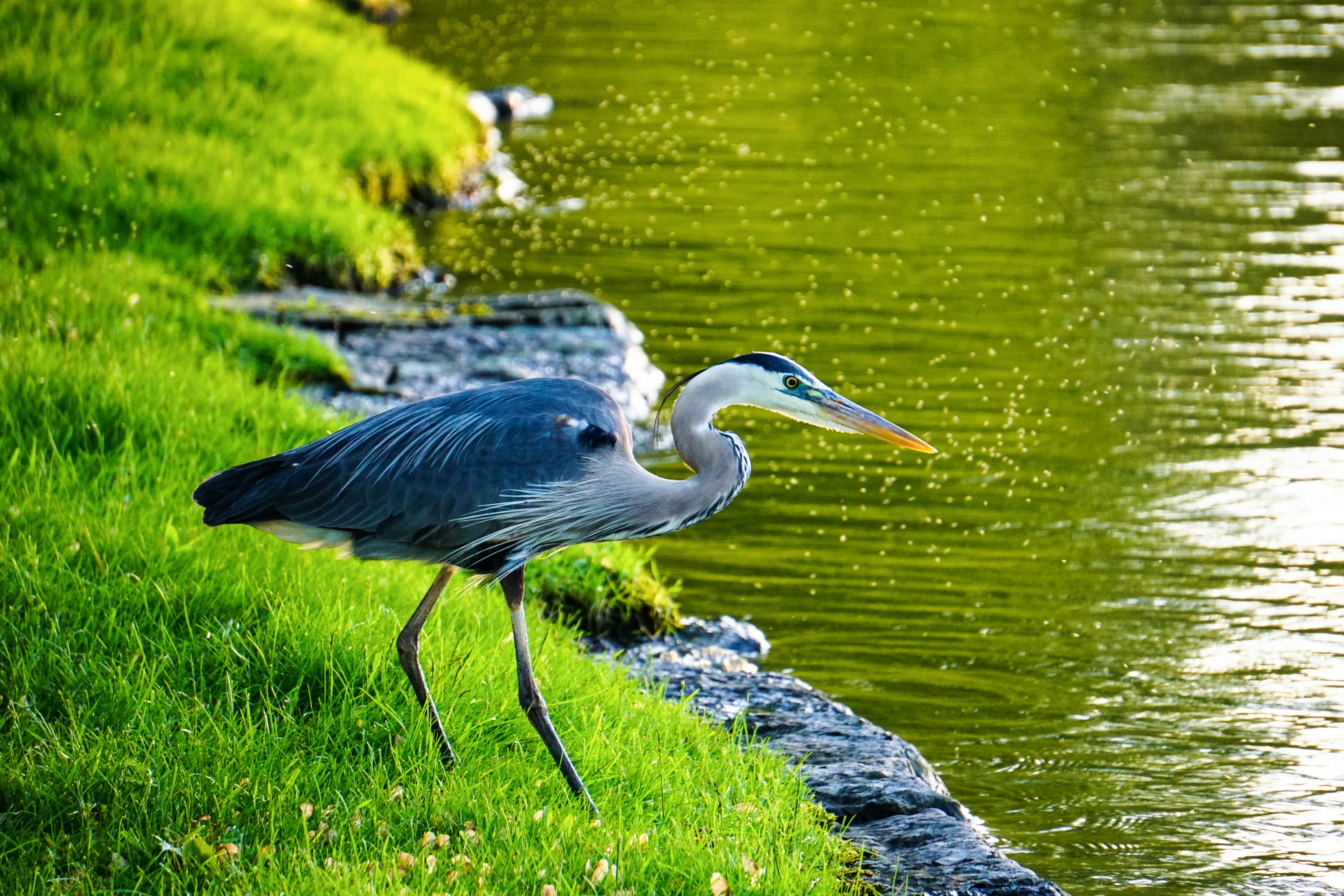 Concentrated Silence: Gray Heron at the Sunlit Riverbank