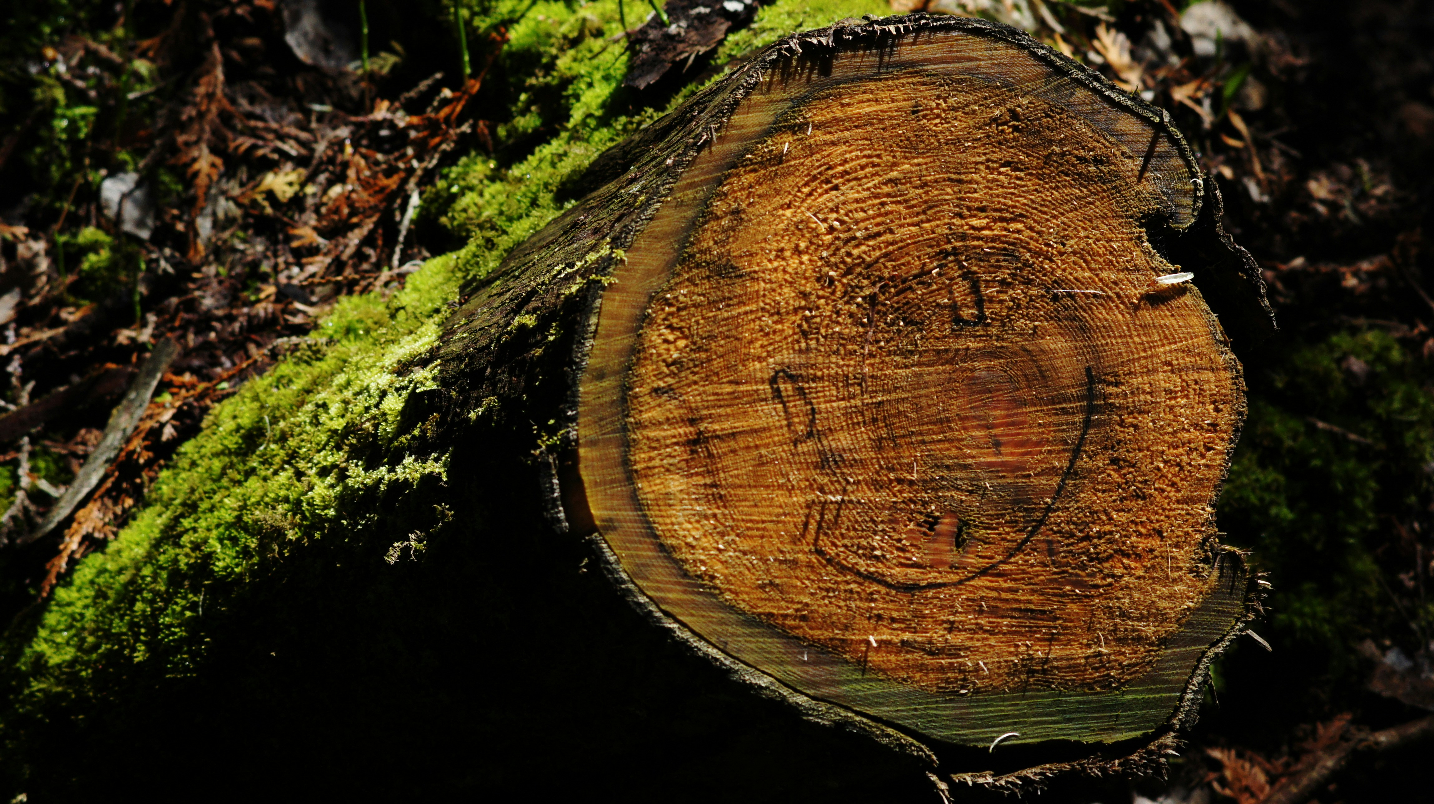 Circle of Time: A Moss-Covered Log End Reveals a Subtle Face in the Rings