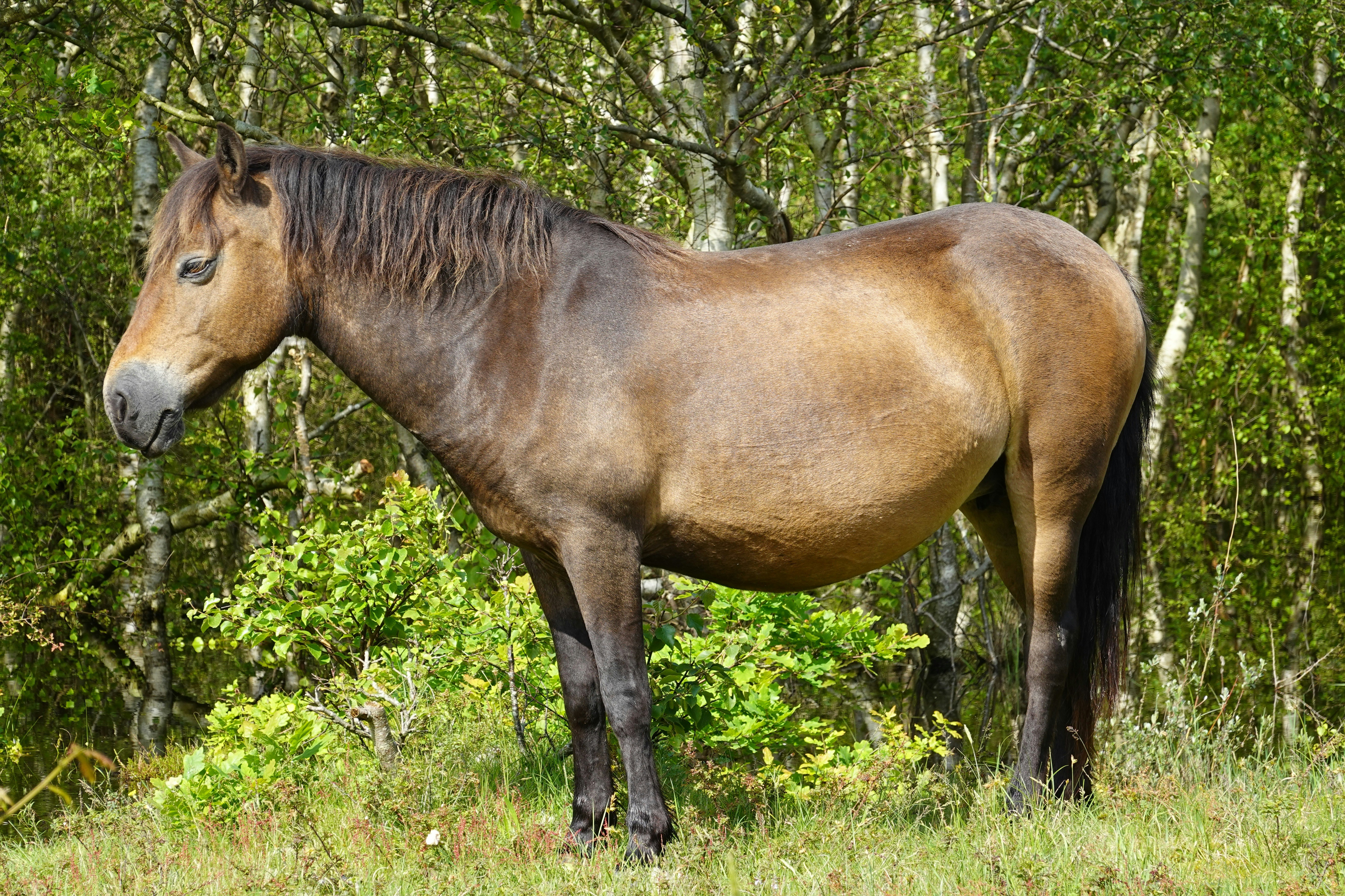 An Exmoor pony mare standing in a small open space in front of a flooded forest of mainly birch trees