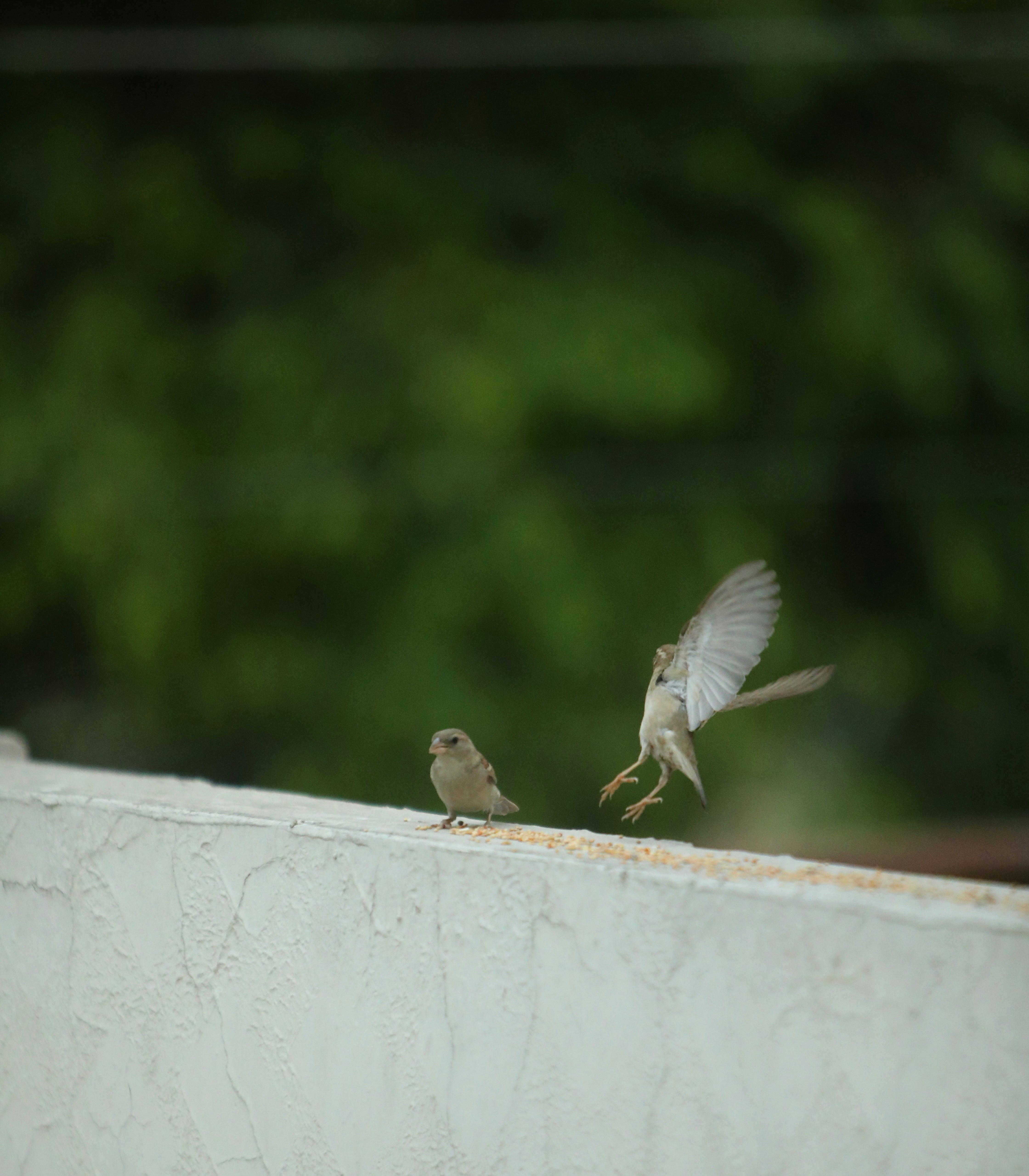 Edge of Flight: A Sparrow Pauses on a White Barrier