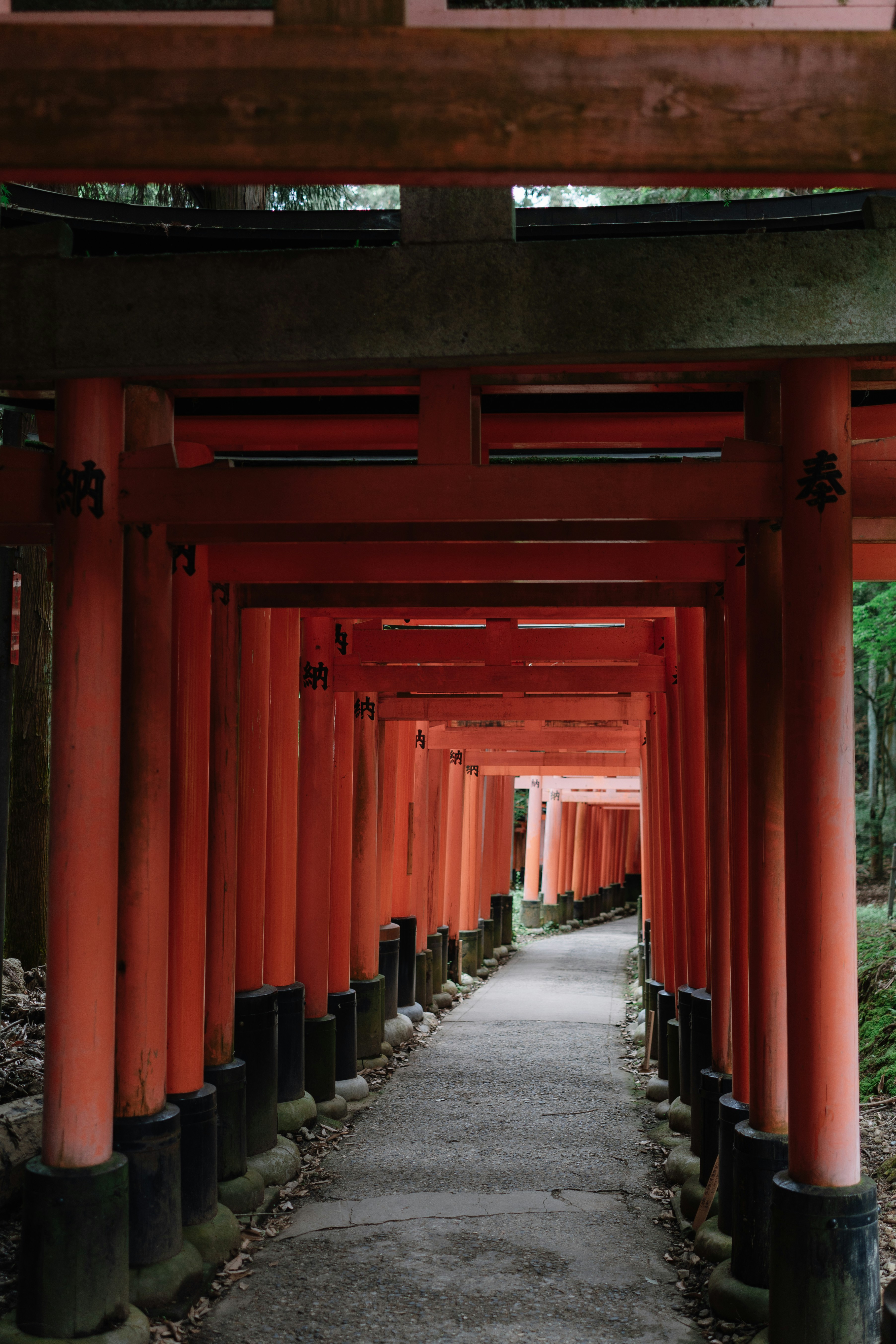 A walkway lined with red pillars in a forest photo – Free Japan Image ...