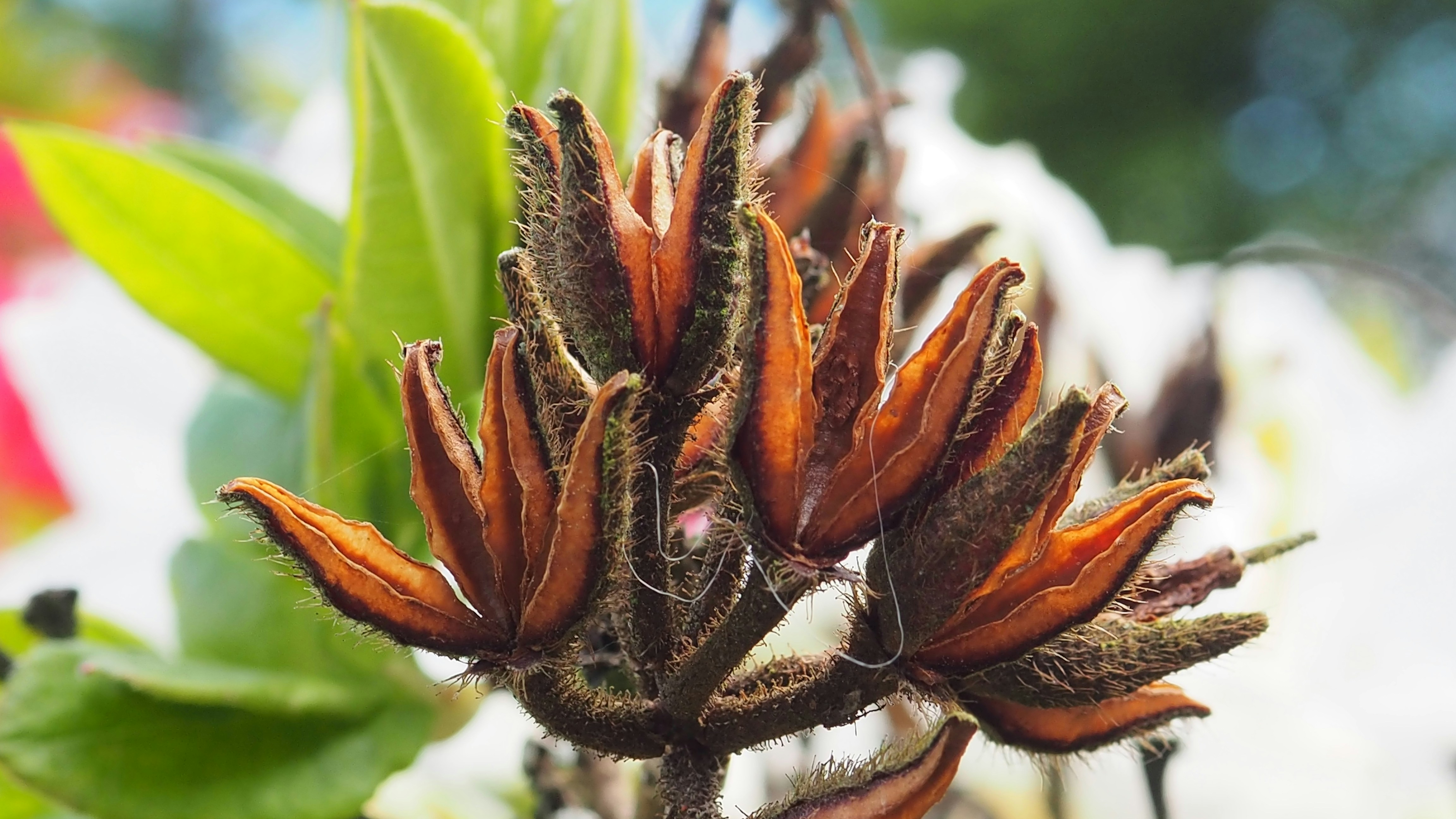 Nature's Intricate Design: The Art of Seed Pods