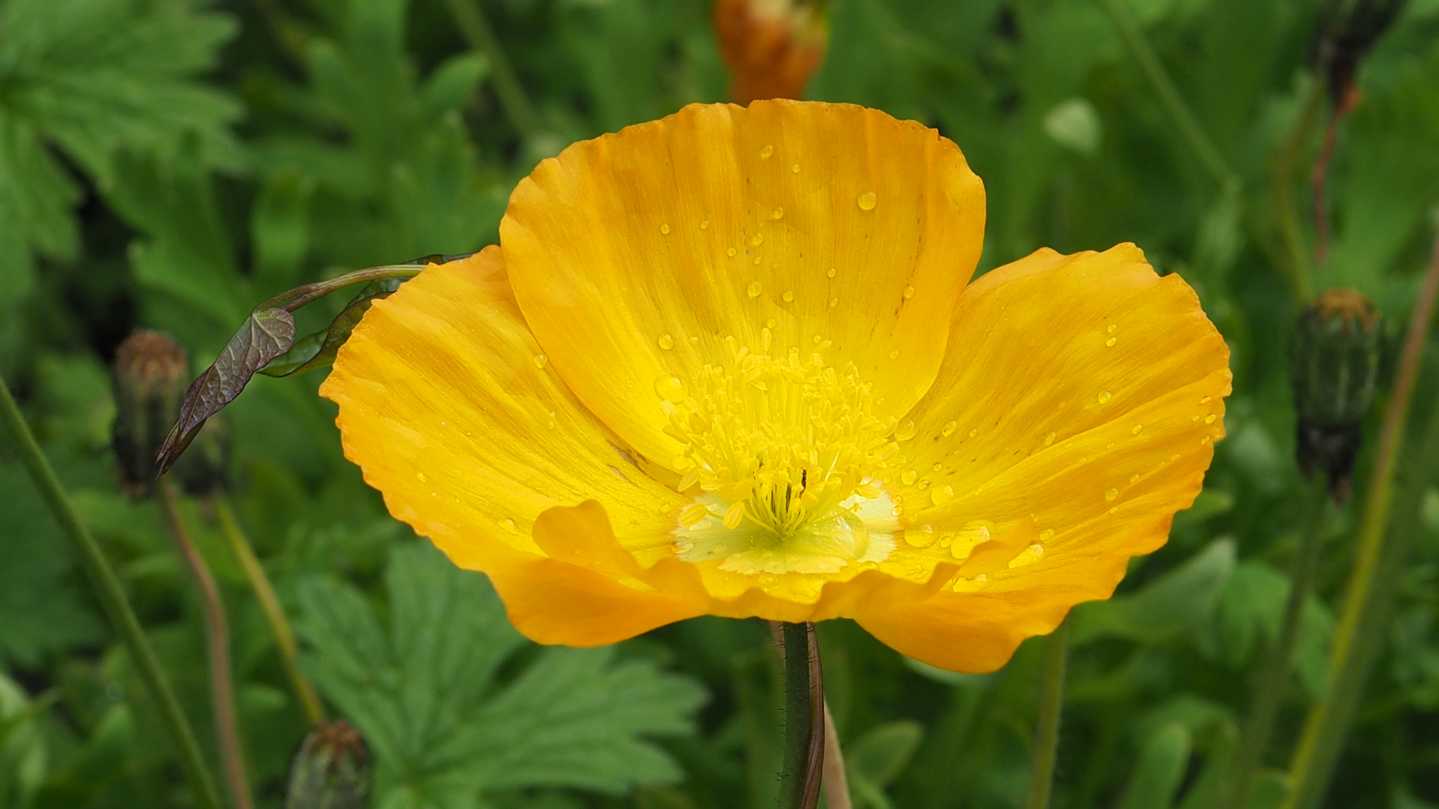 Golden Petals in a Dew-Kissed Garden