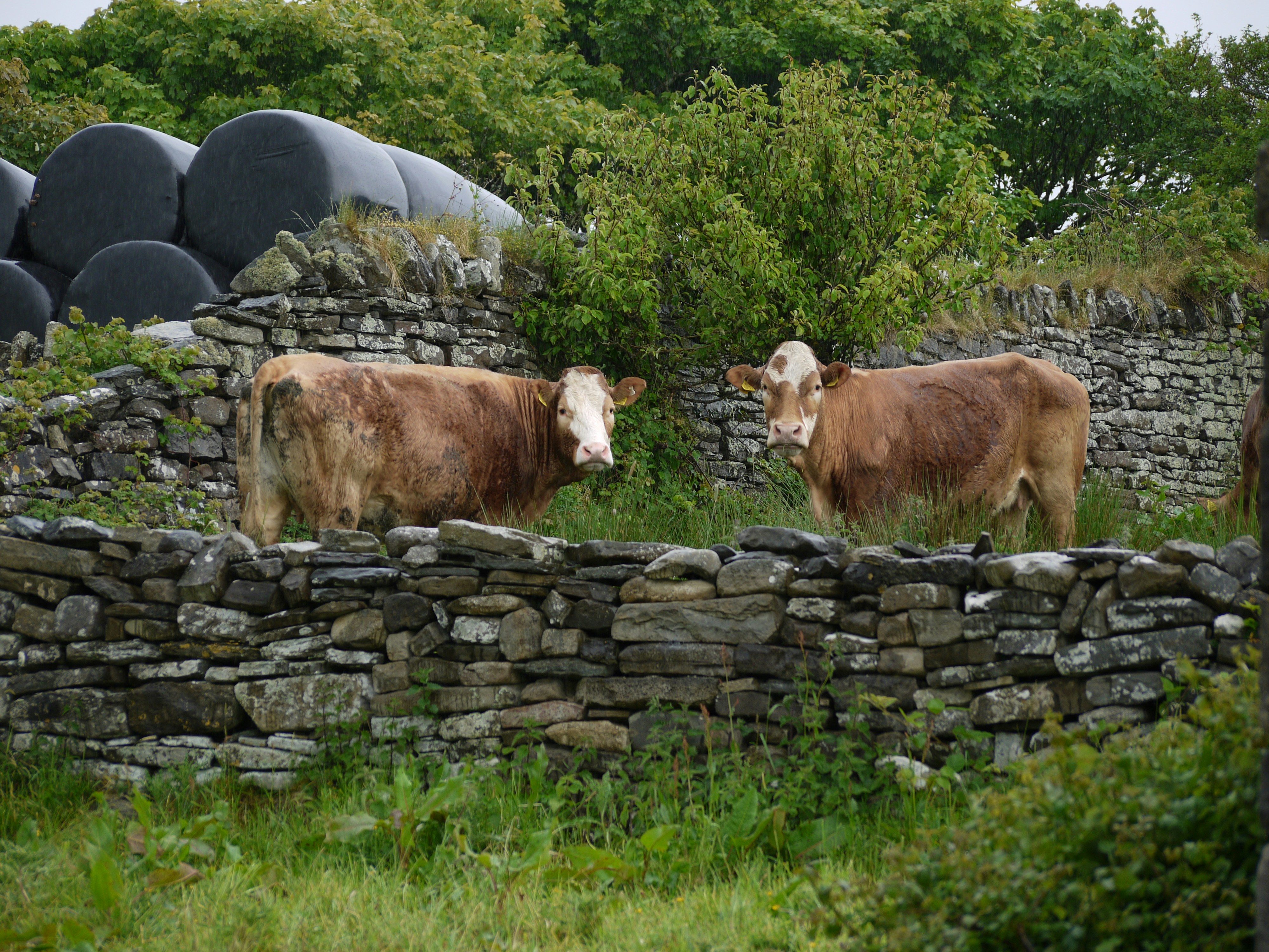 Two brown and white cows stand along a rustic dry-stone wall in a green field, captured in a photograph with lush bushes and stacked hay bales in the background.