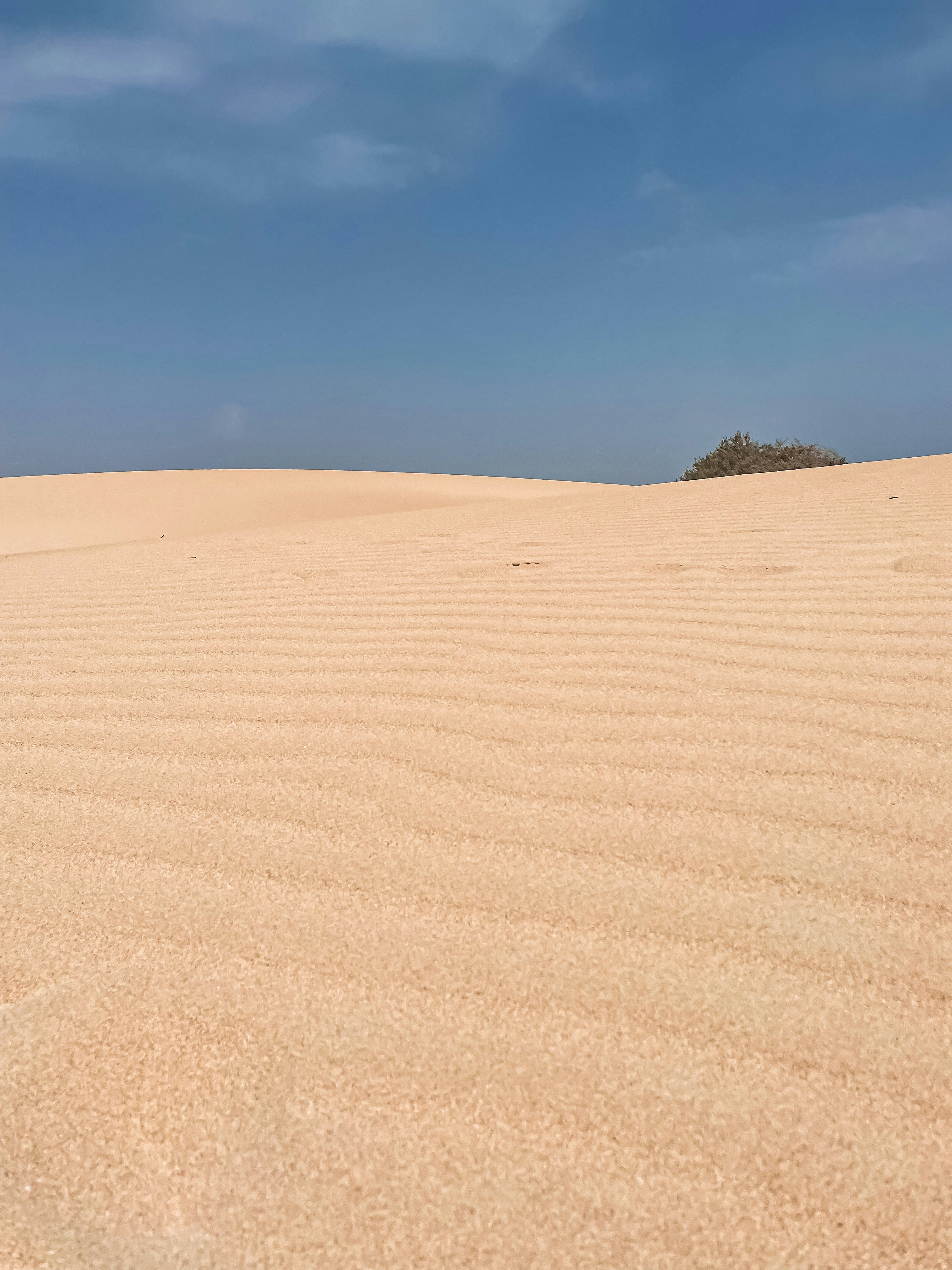 Ripples of Silence: A Dune Horizon Framed by a Lone Shrub