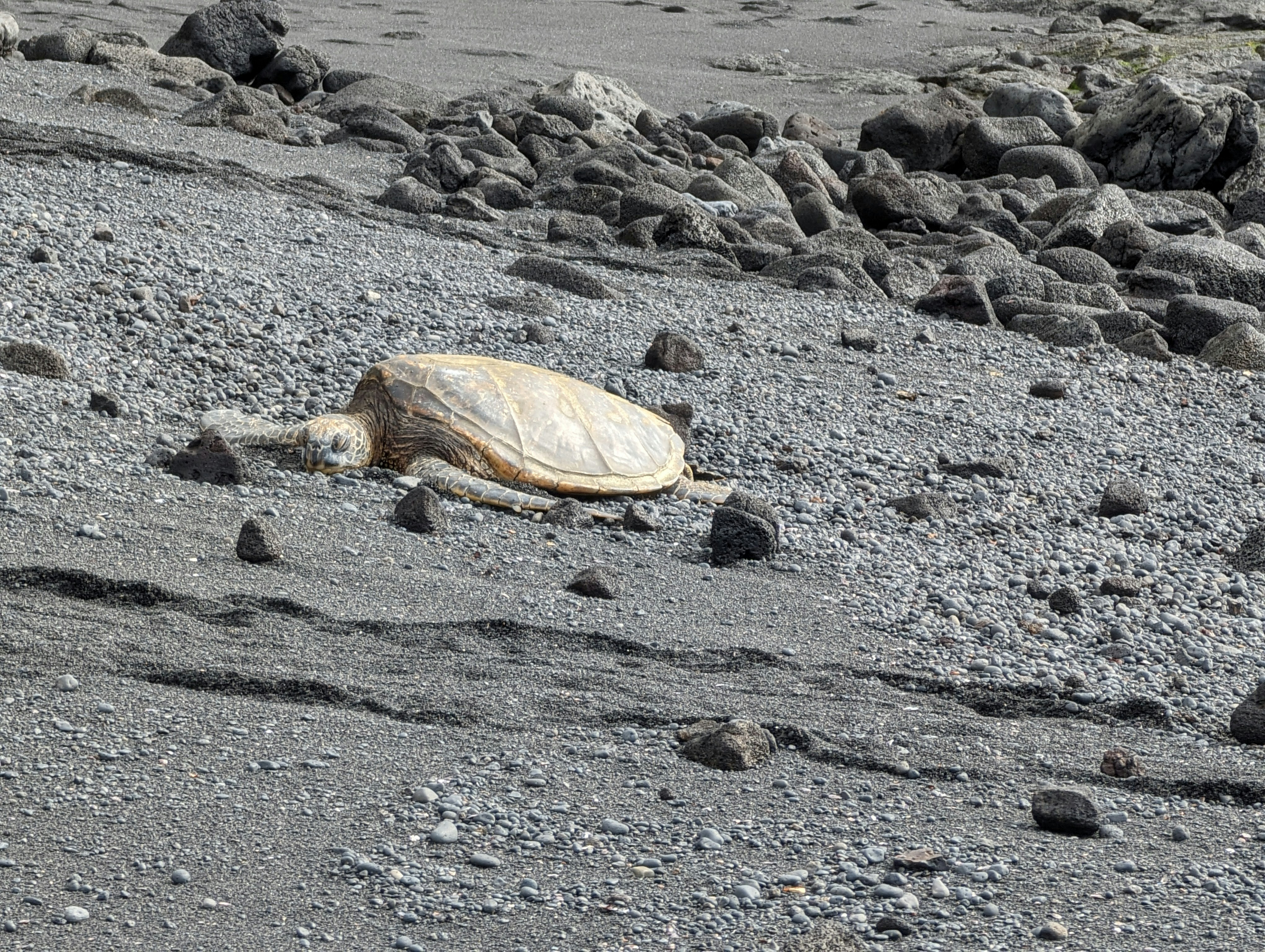 Pebble-Strewn Shore: a Sea Turtle's Calm Pause