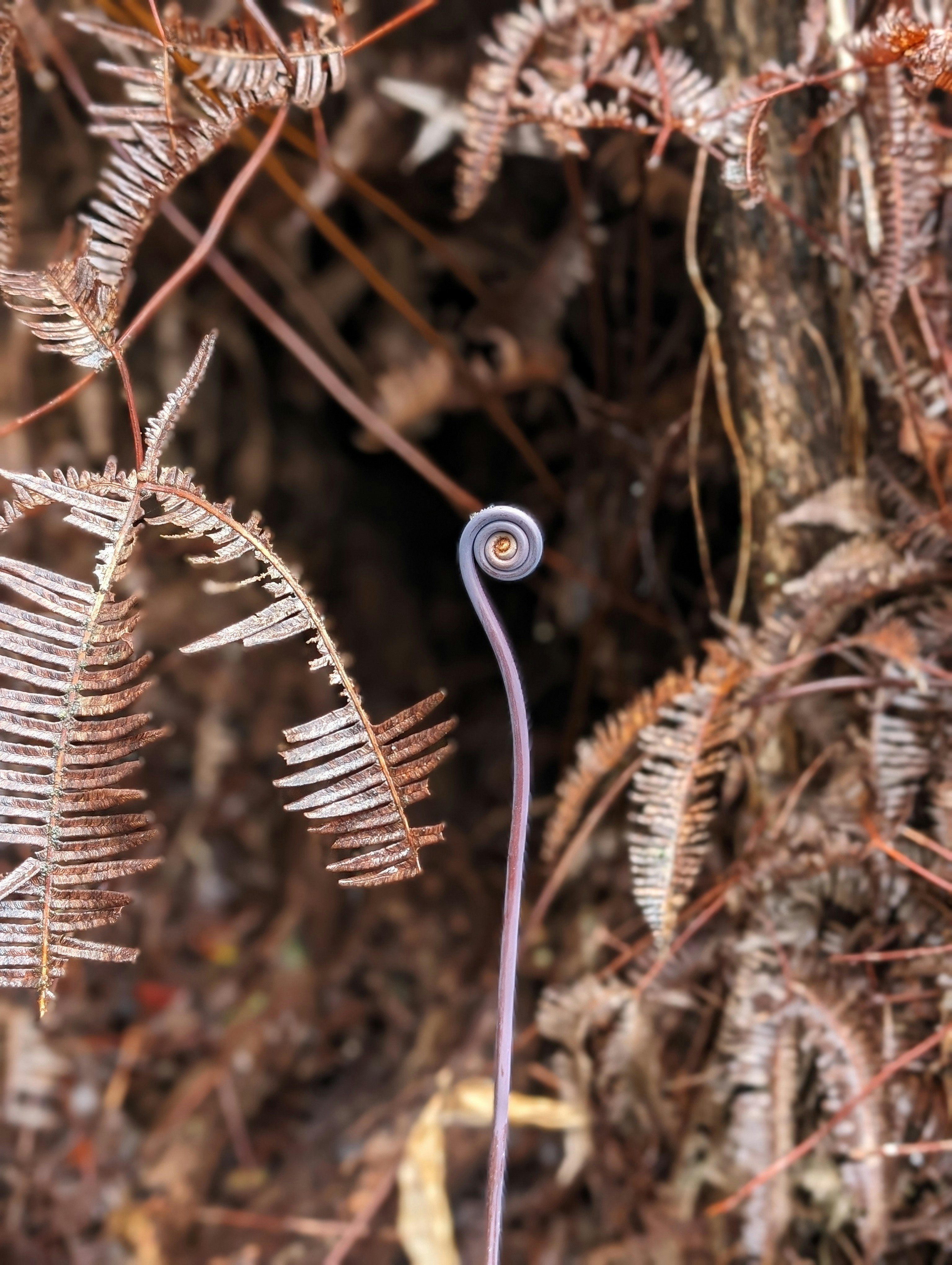 Spiral Violet Tendril Among Withered Ferns