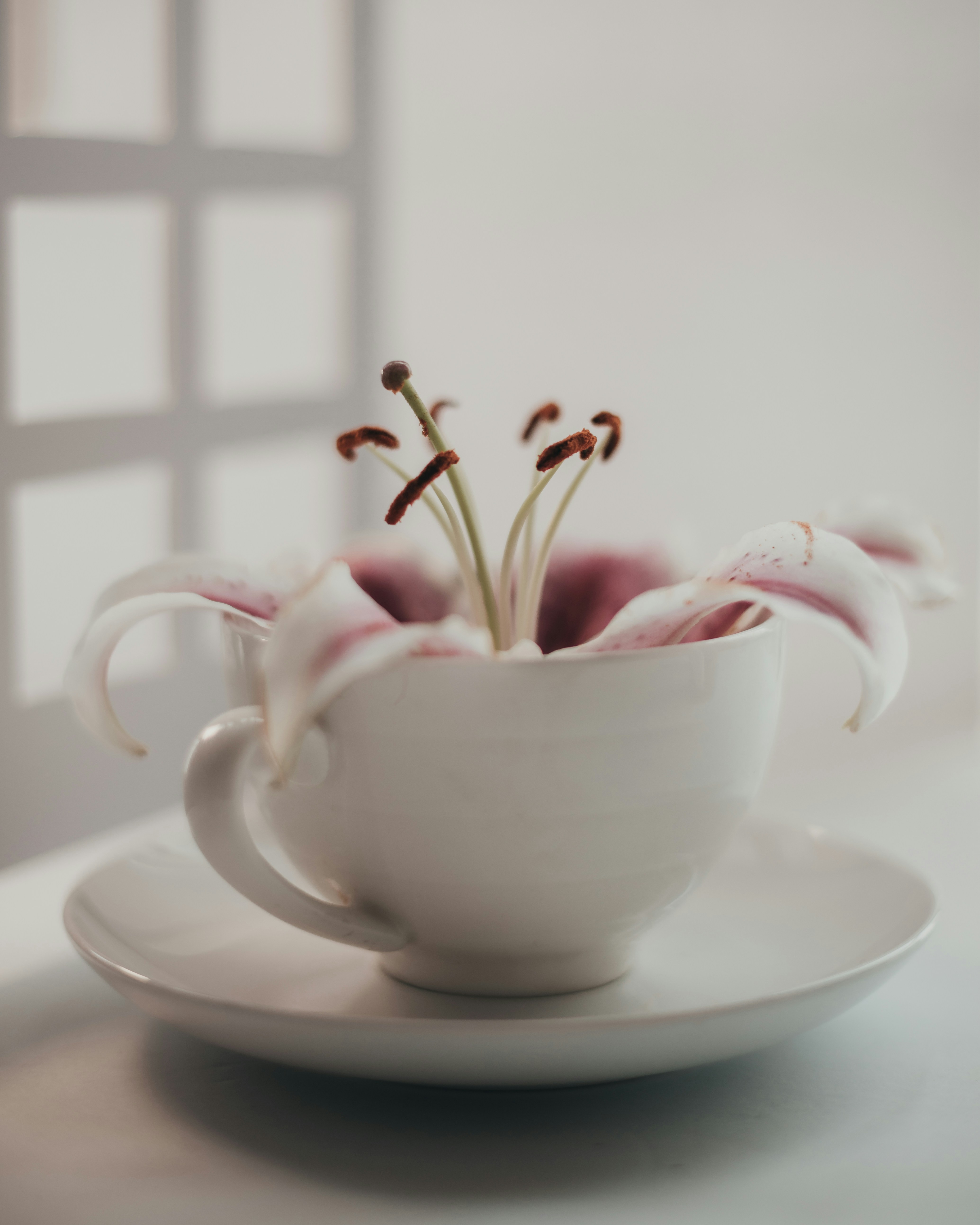 Tea Cup And Saucer Pictures | Download Free Images on Unsplash