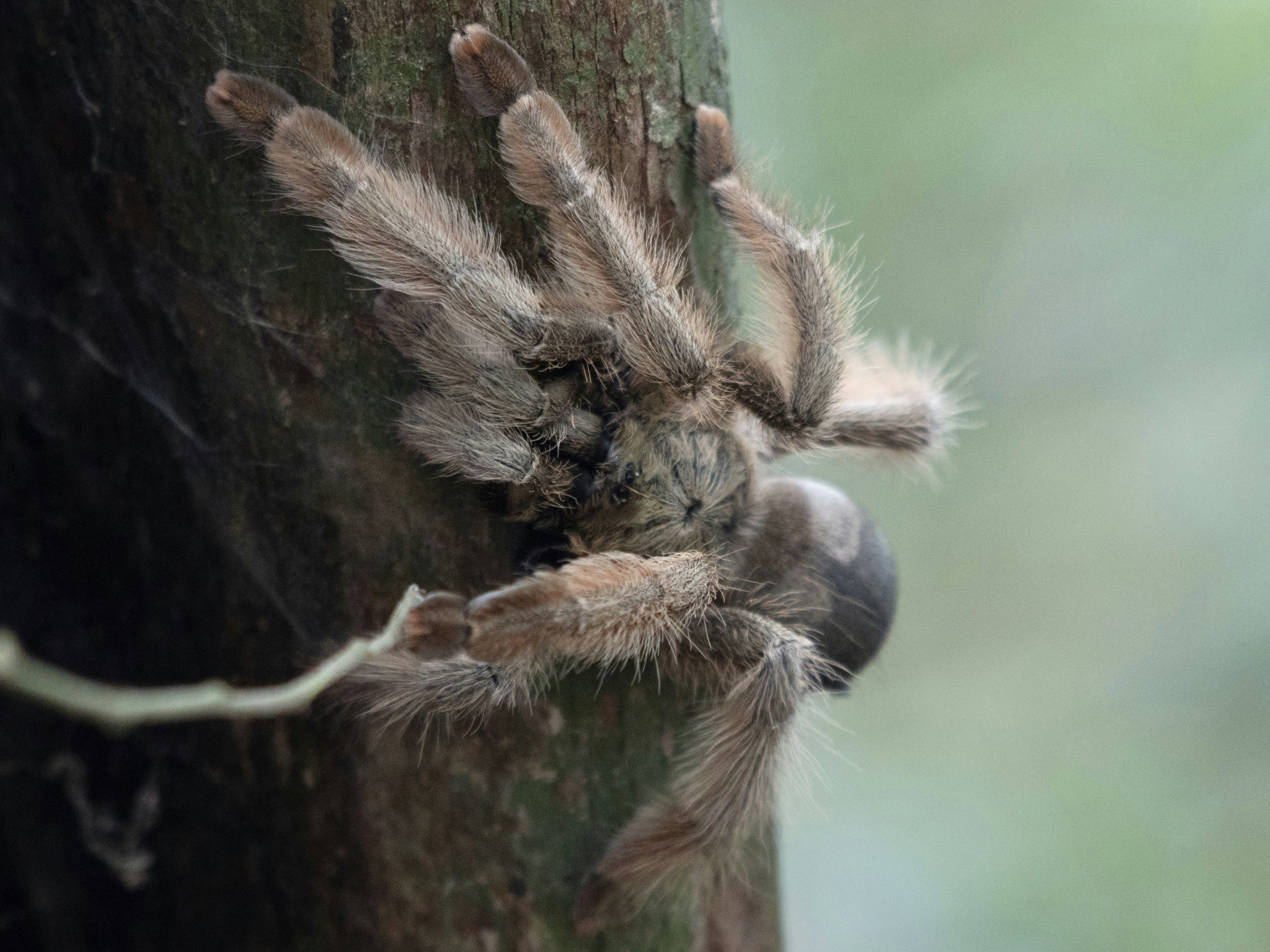 Clinging Tarantula on Weathered Bark