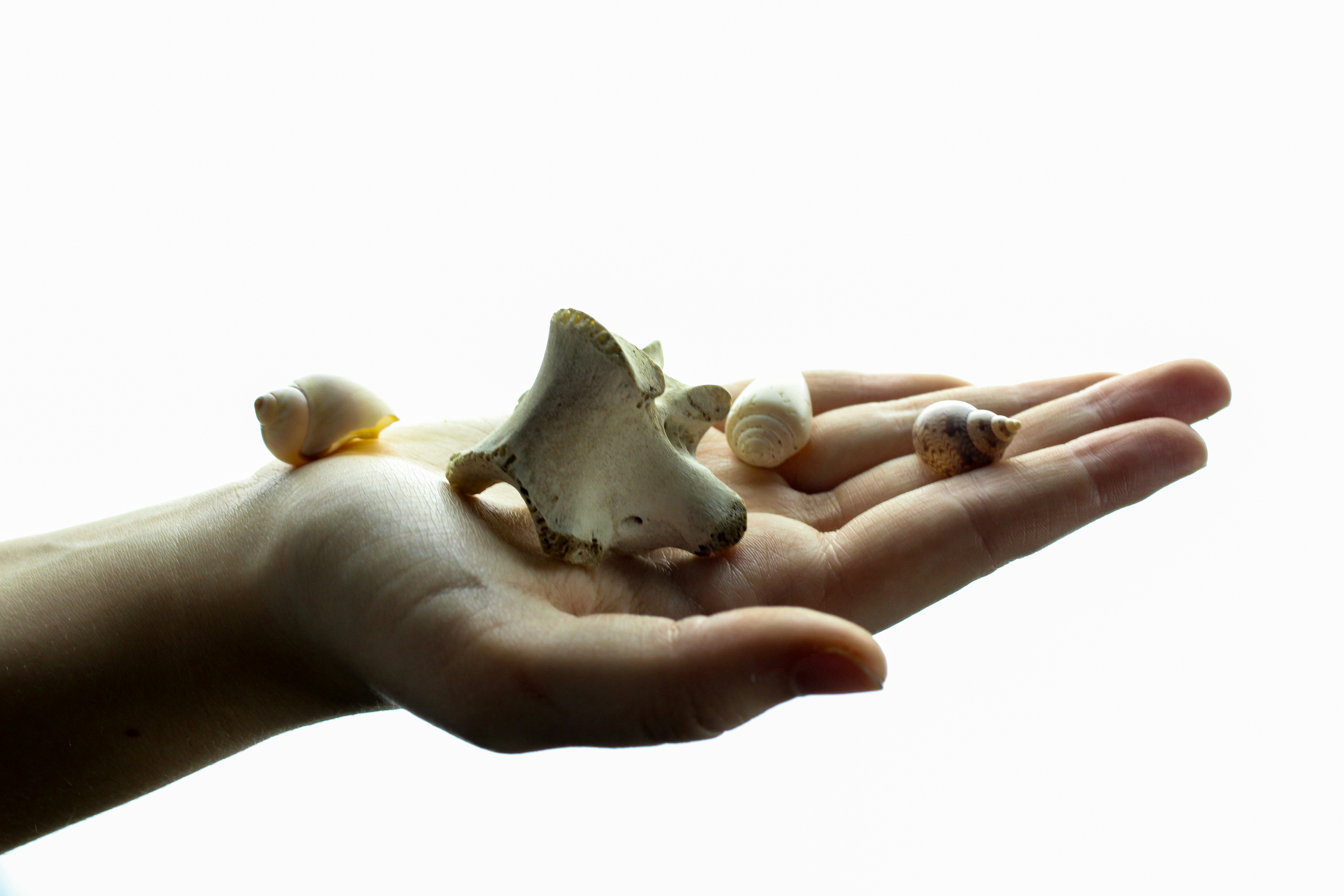 A person's hand holding a small piece of shell photo – Free Hand Image ...