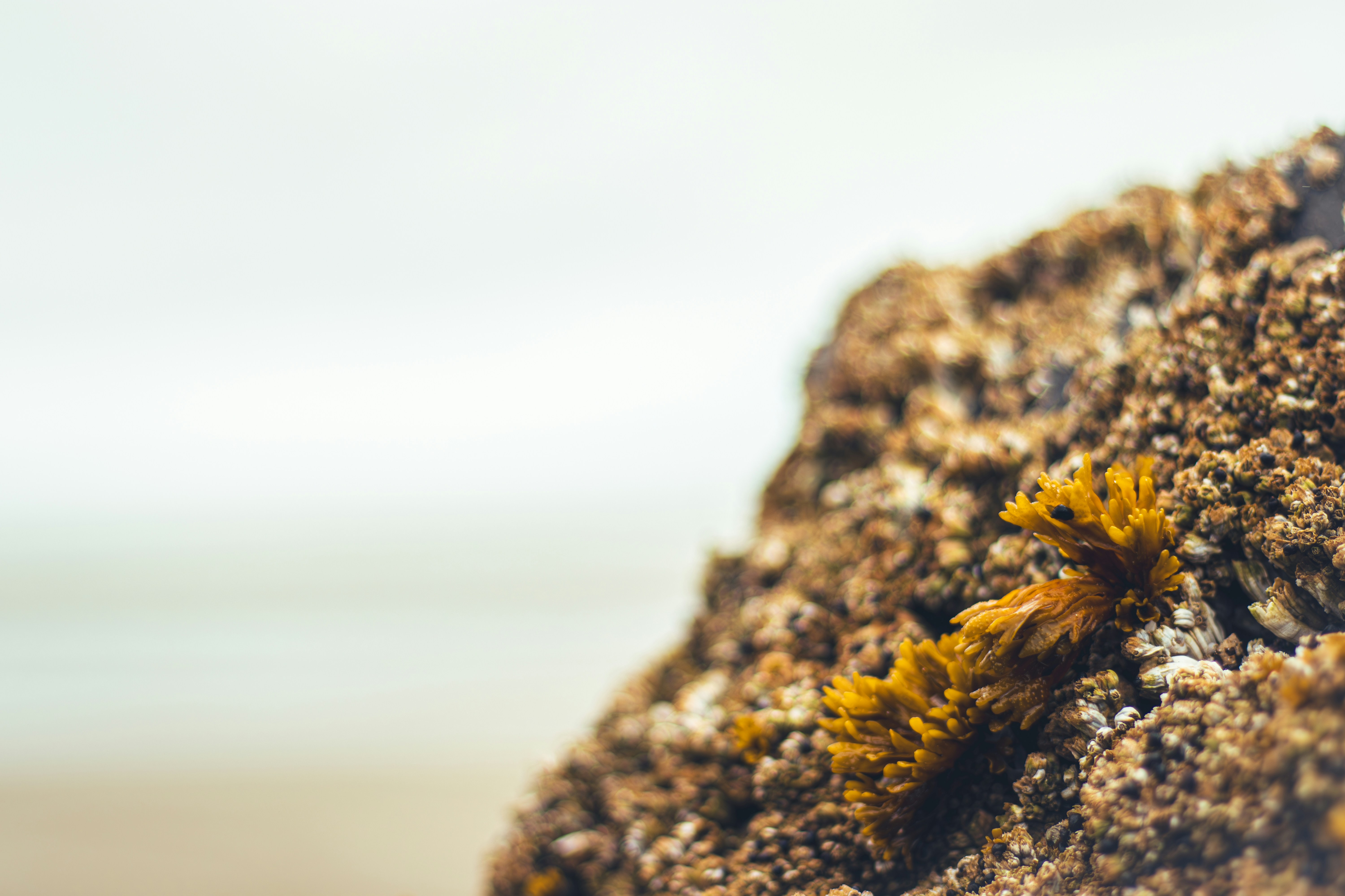 Sunlit Seaweed Nestling on a Timeworn Rock