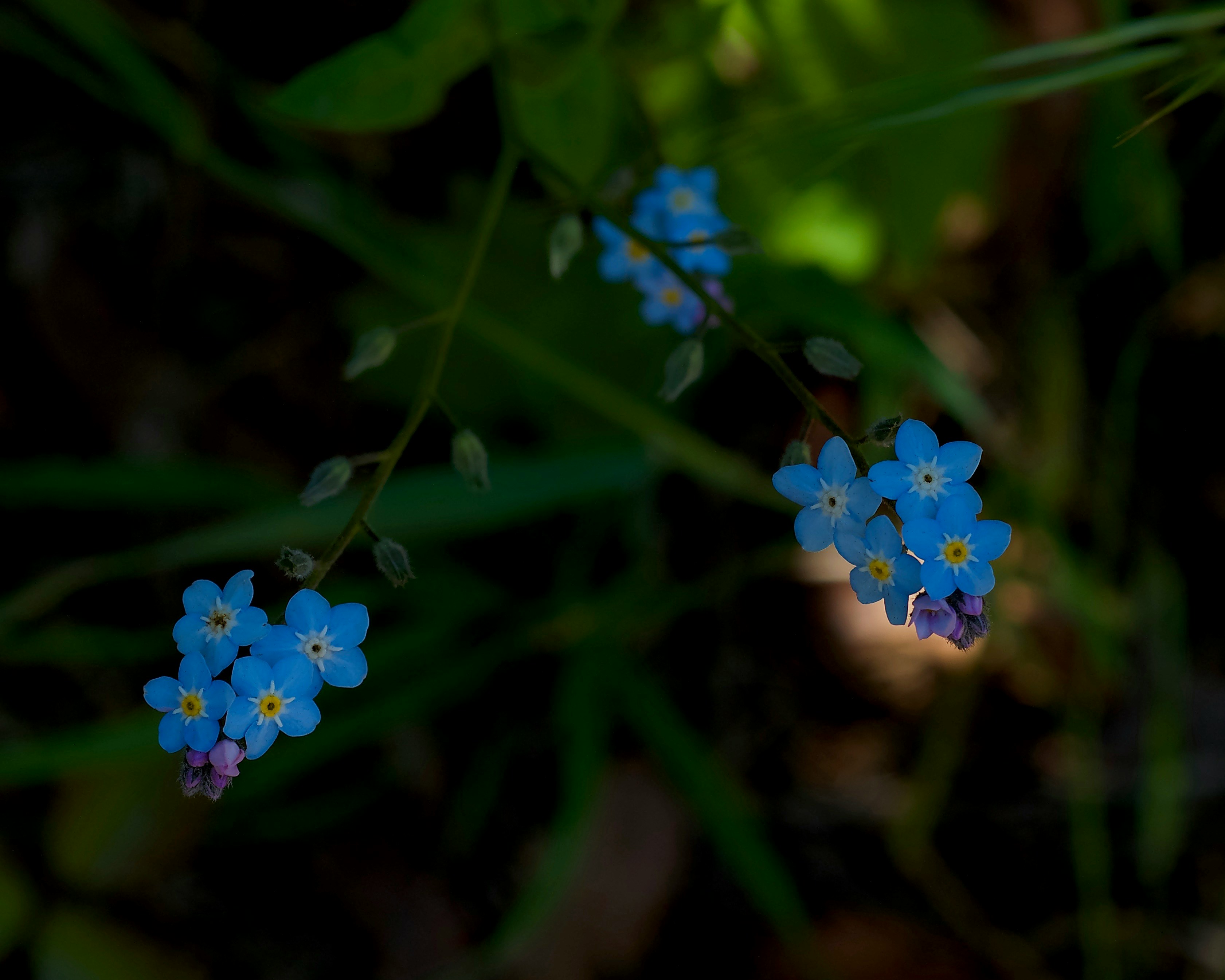Forget-me-nots in a Quiet Shadowed Corner
