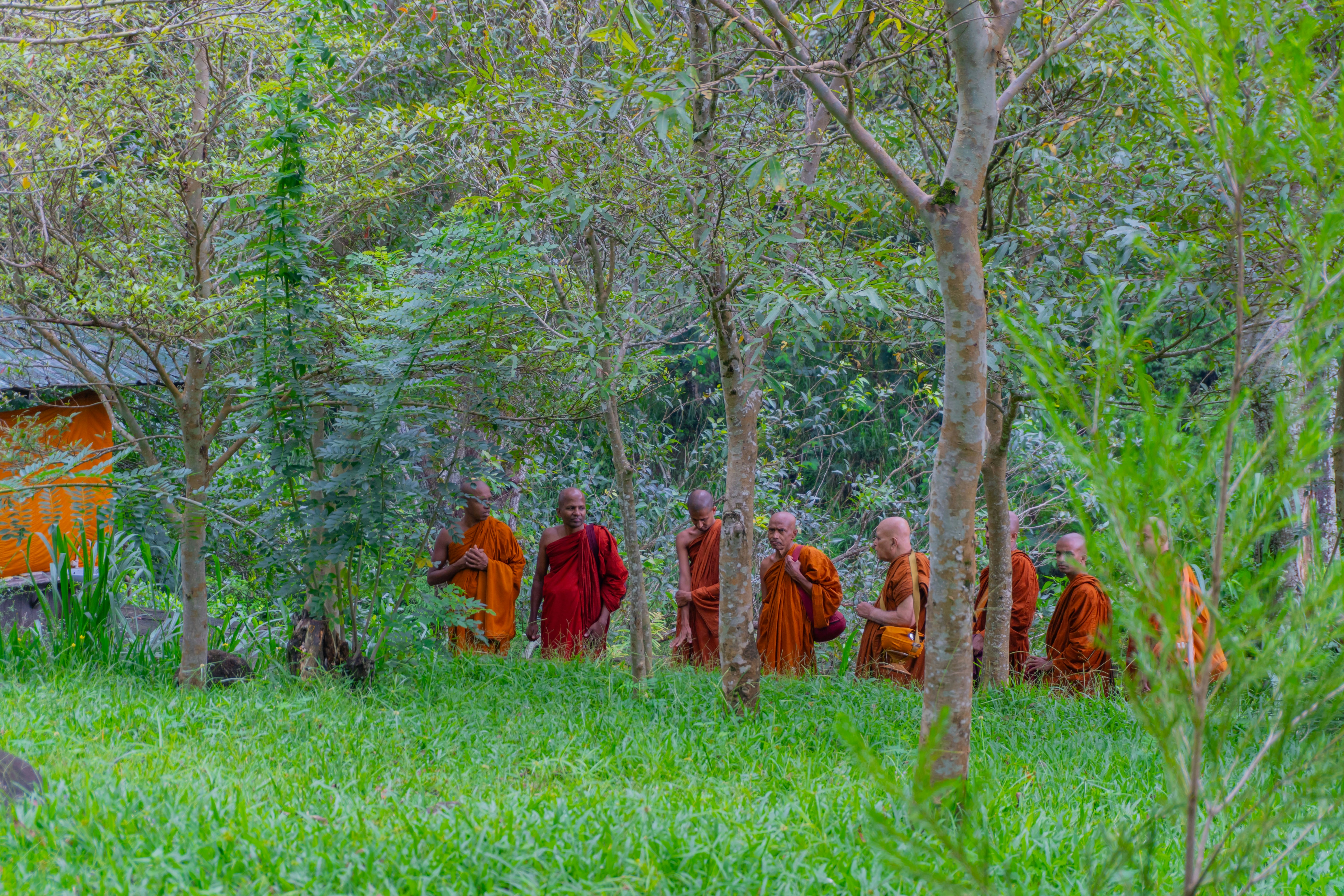 A group of monks walking through a forest photo – Free Human Image on ...