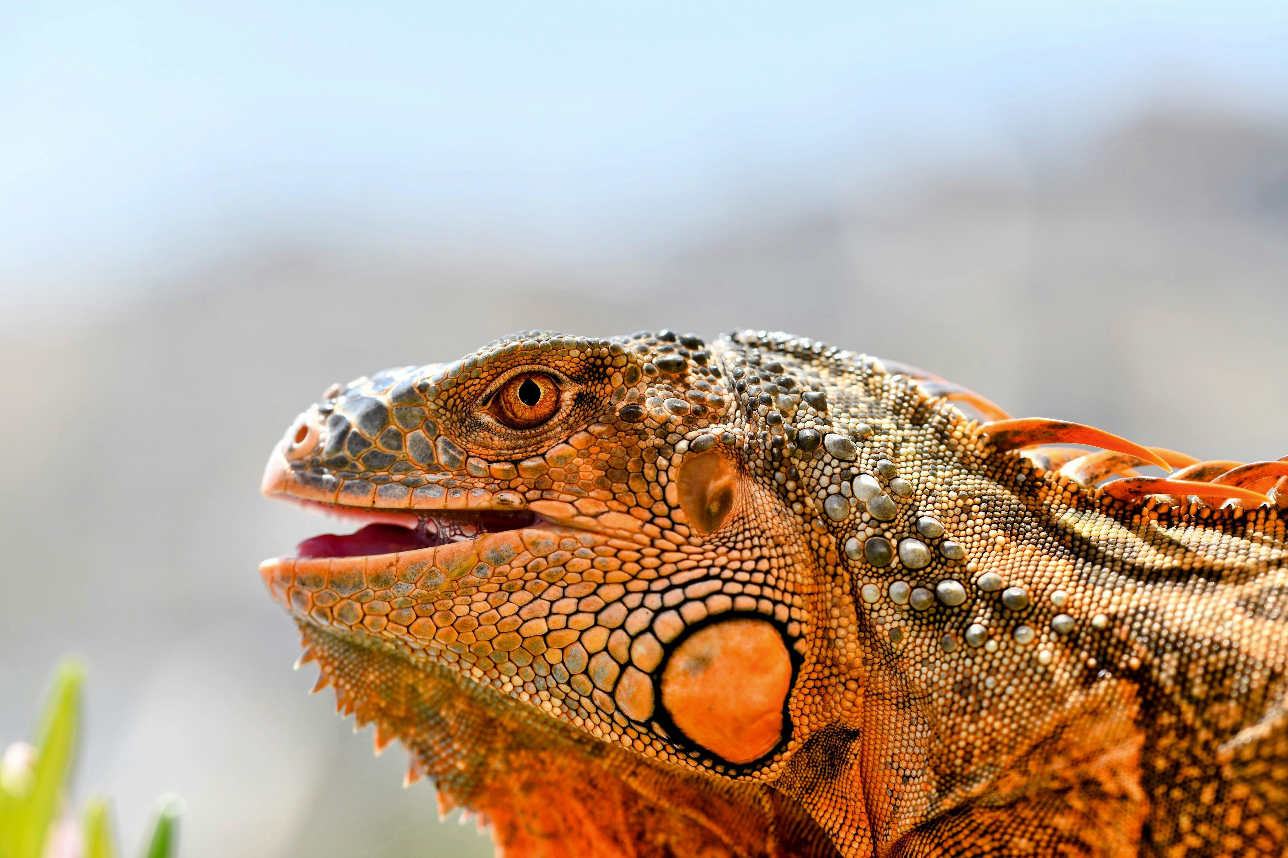 A close up of a lizard with its mouth open photo – Free Brown Image on ...