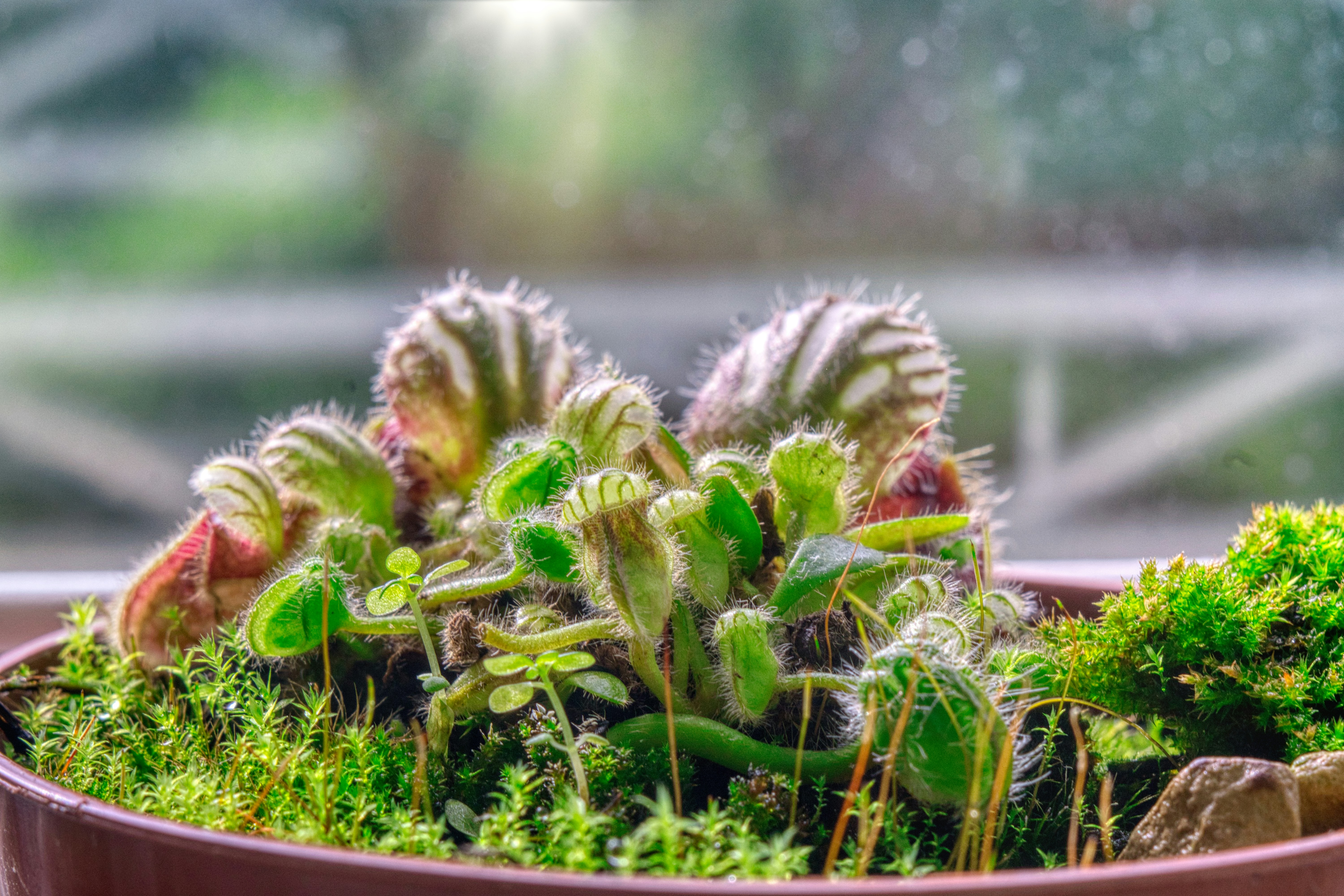 Close-Up of Velvet-Green Seedlings Surrounded by Moss in a Potted Mini Garden