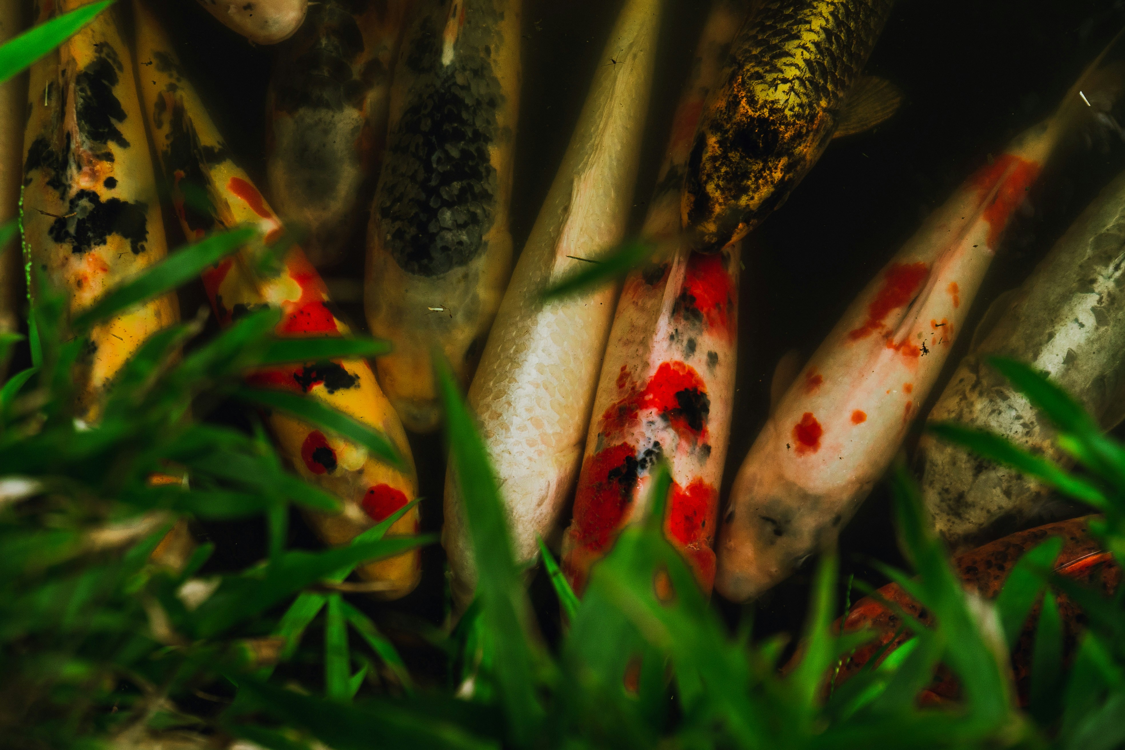 A bunch of fish that are in the grass photo – Free San francisco Image ...