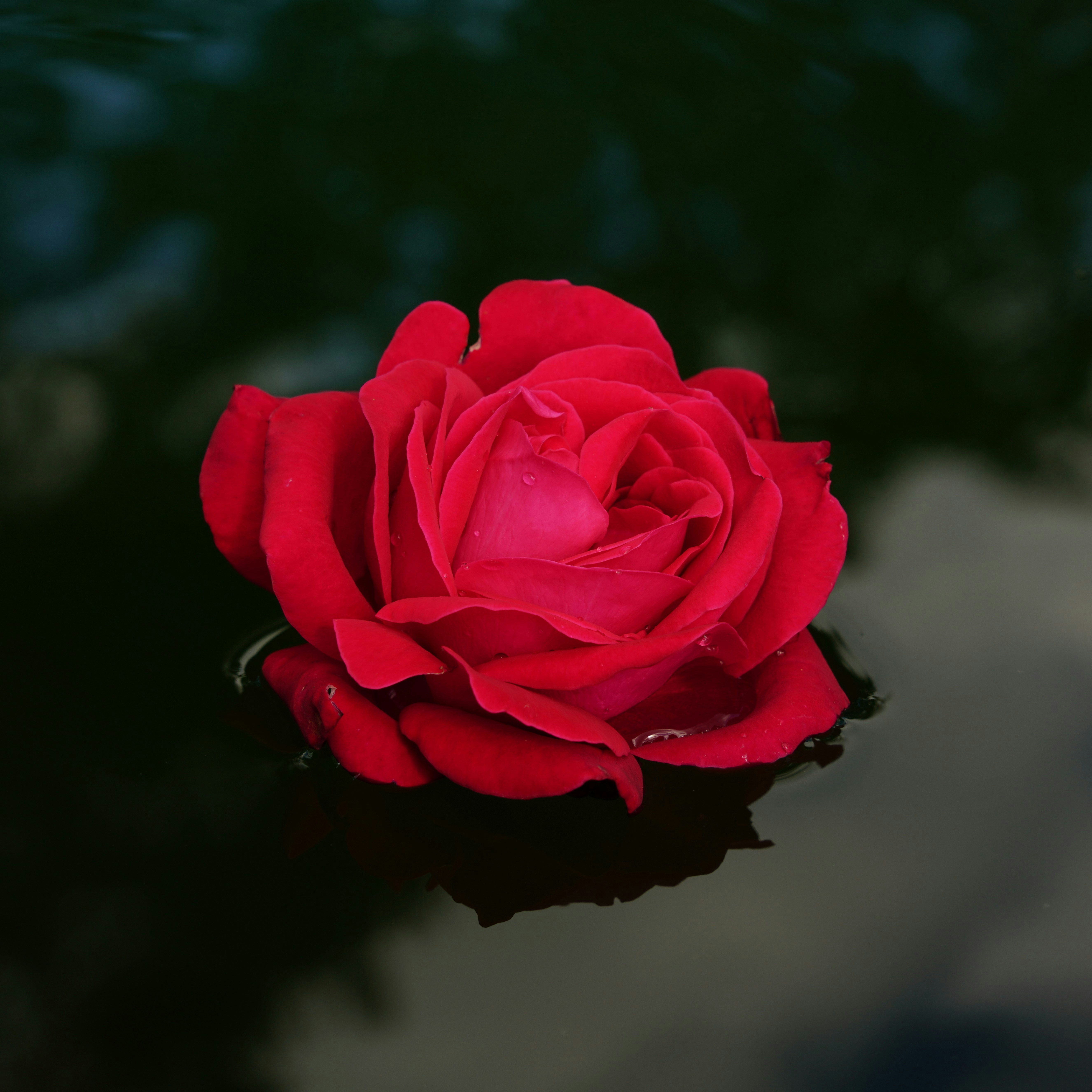 A red rose floating on top of a body of water photo – Free Rose Image ...