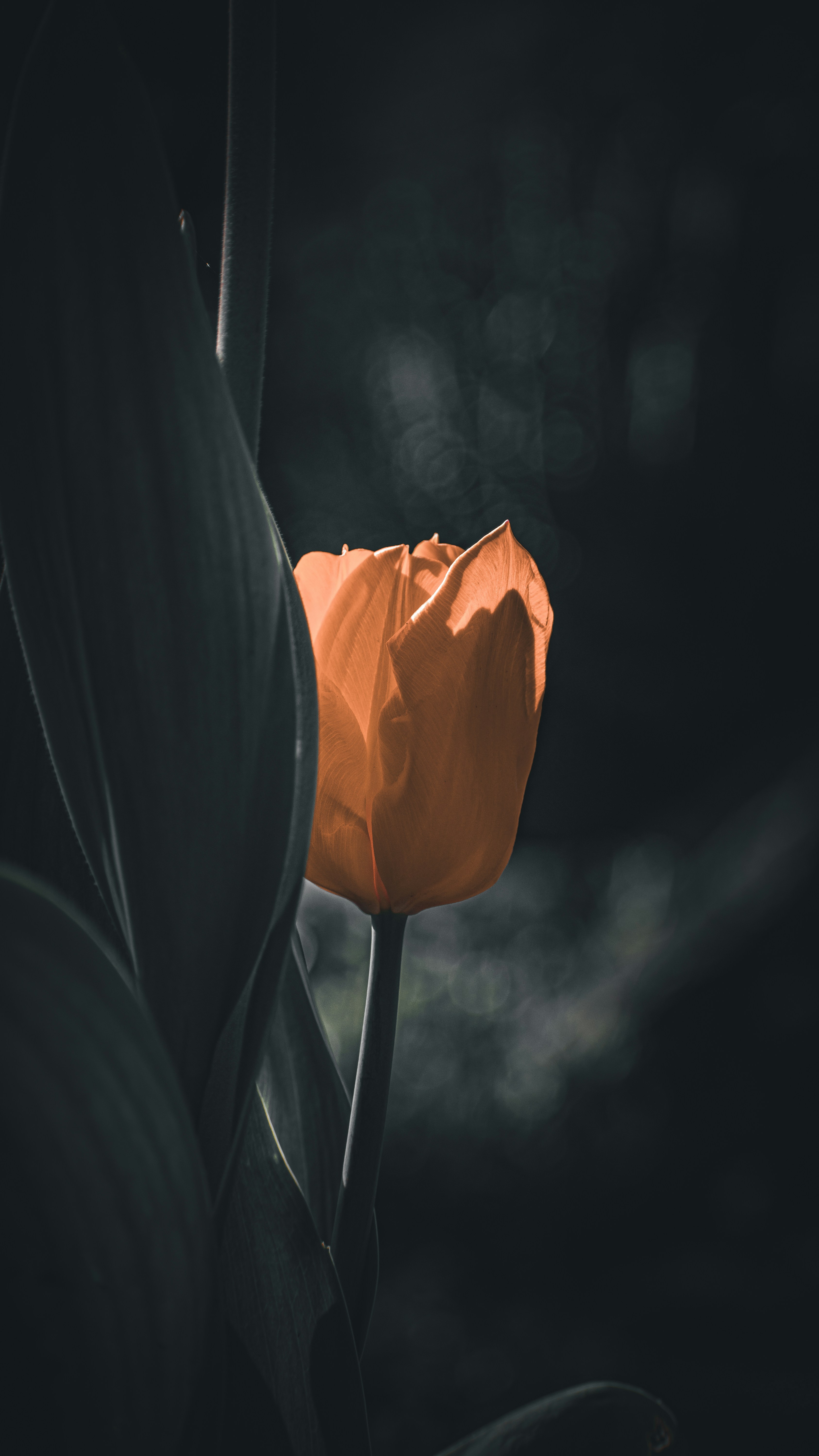 Ember Tulip in Velvet Darkness