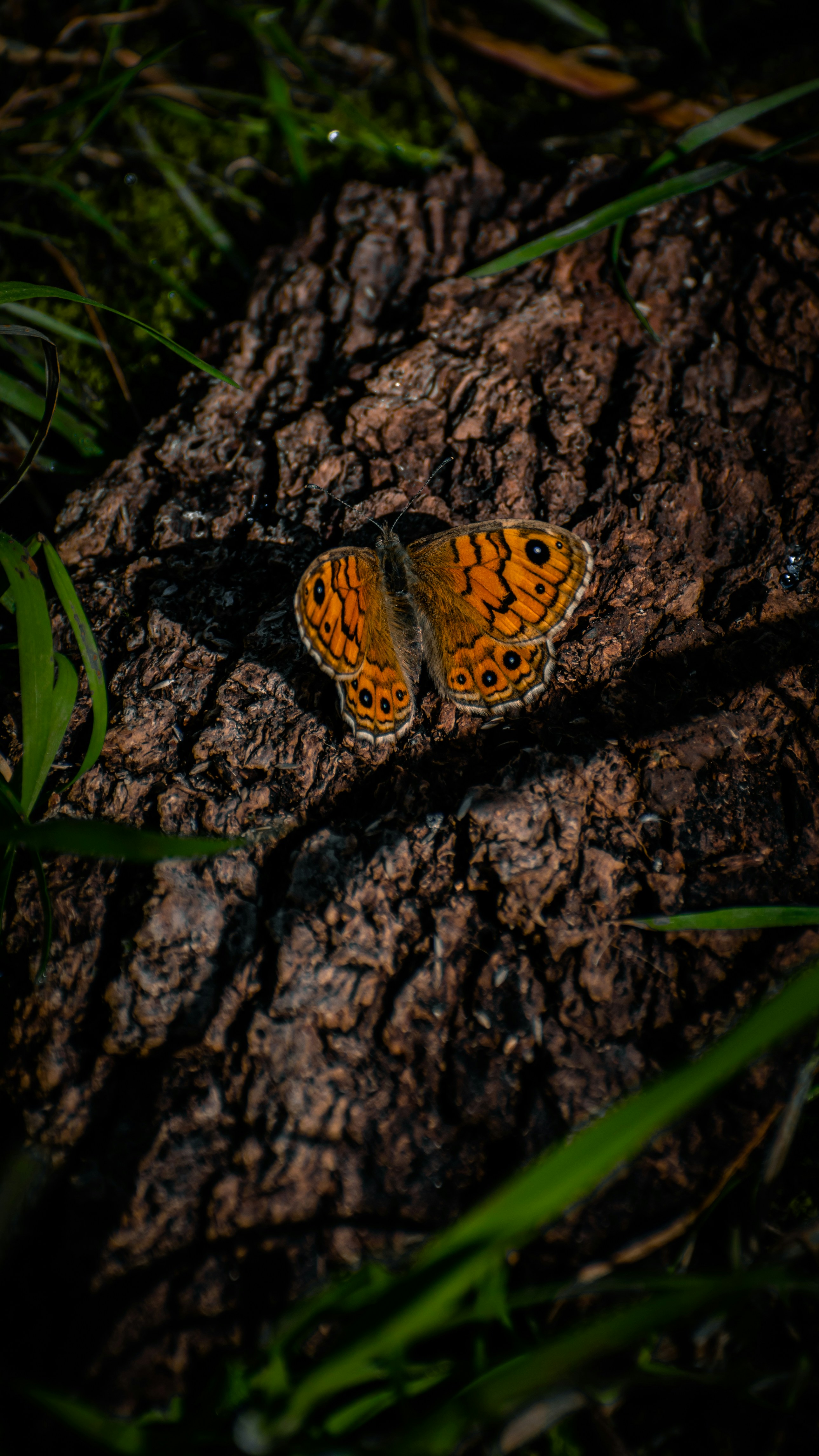 Orange Wings on Bark: A Small Miracle of Camouflage