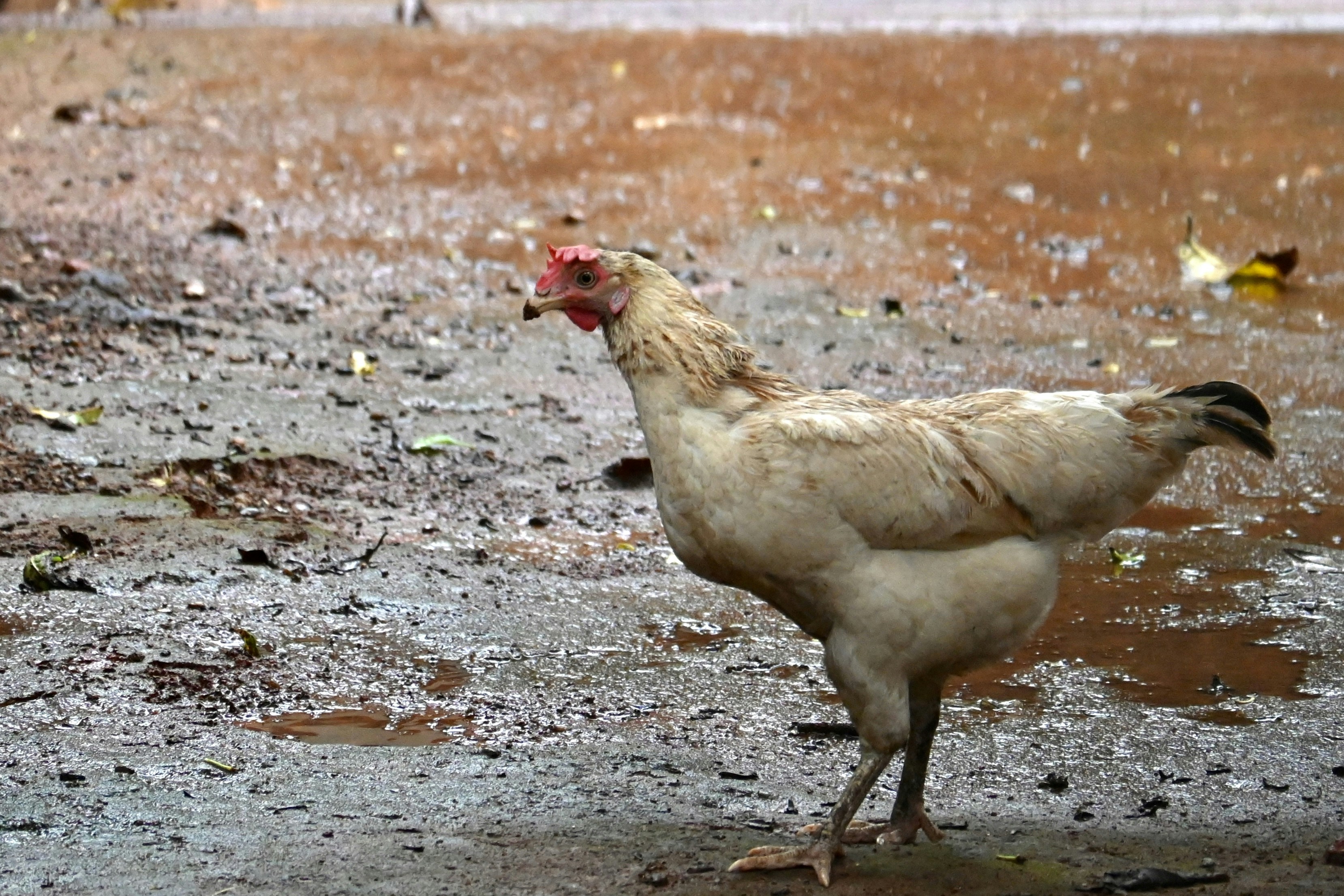A hen clucking around the house. Shot from Kasaragod in Kerala, India.