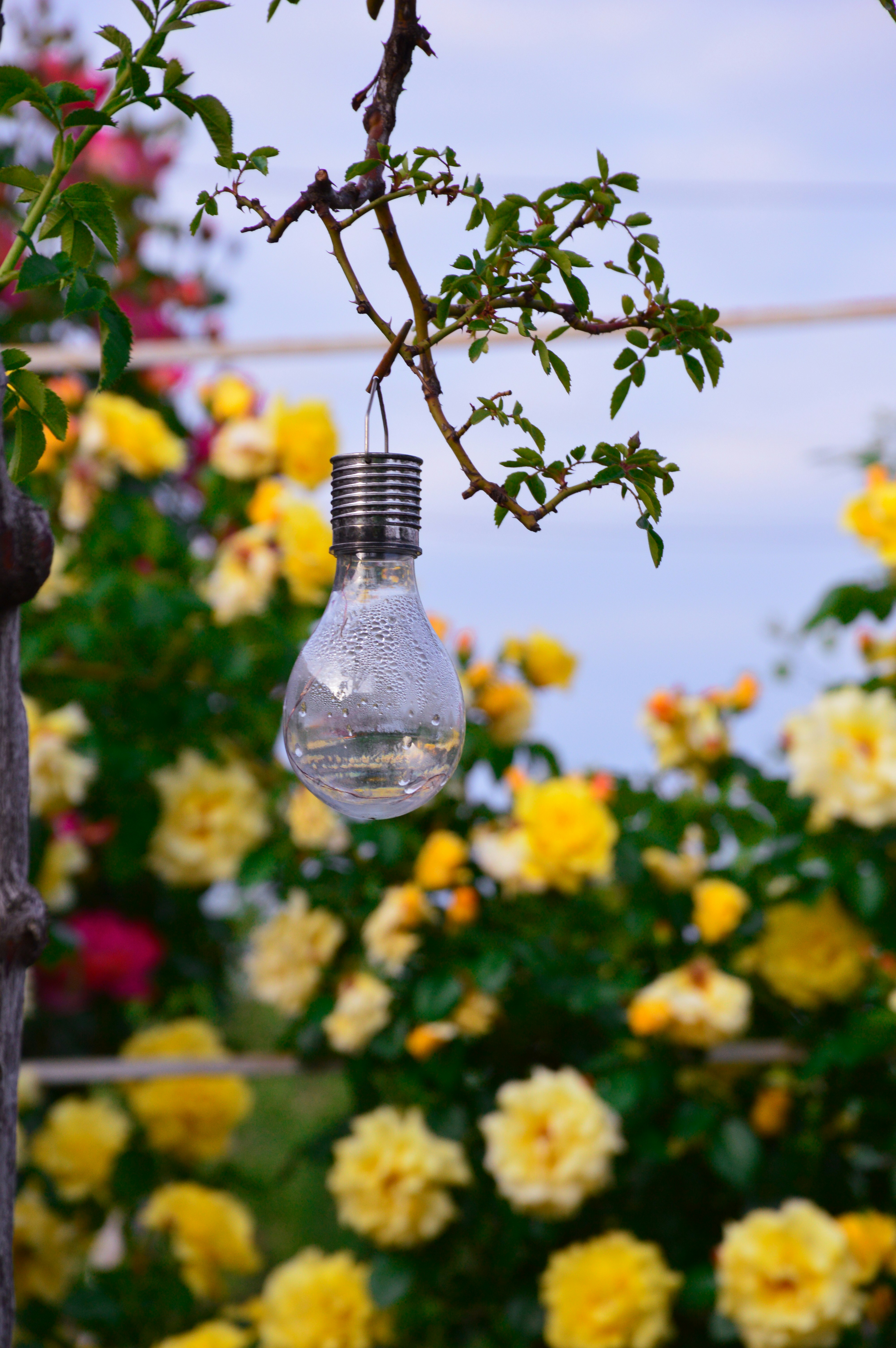 Luminous Bulb Dangling Above a Garden of Yellow Roses