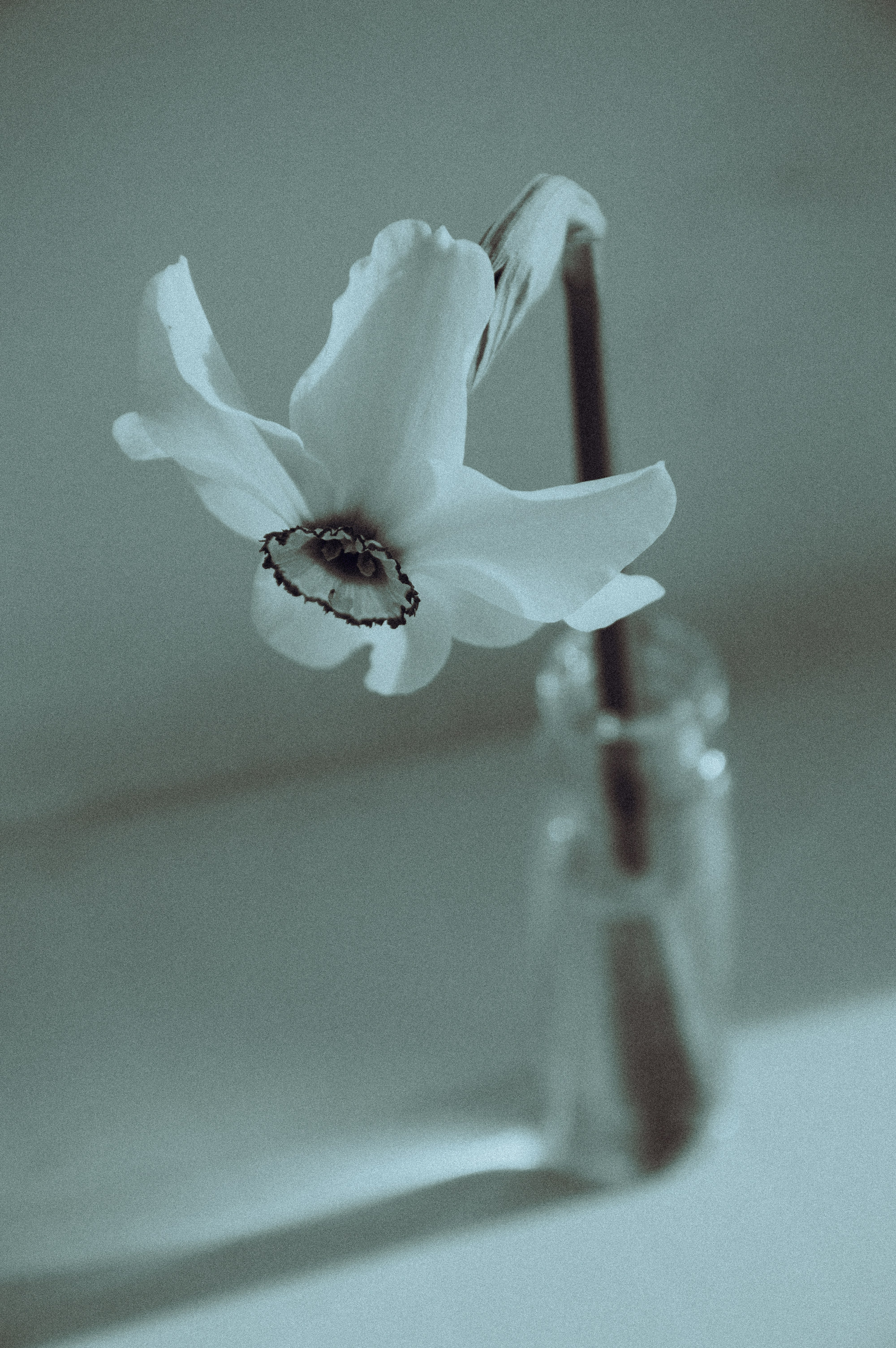 Blue-tinted Bloom Cradled in a Glass Vessel
